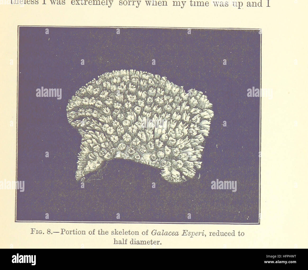 This image from 'A Naturalist in North Celebes' presents a scene from ...