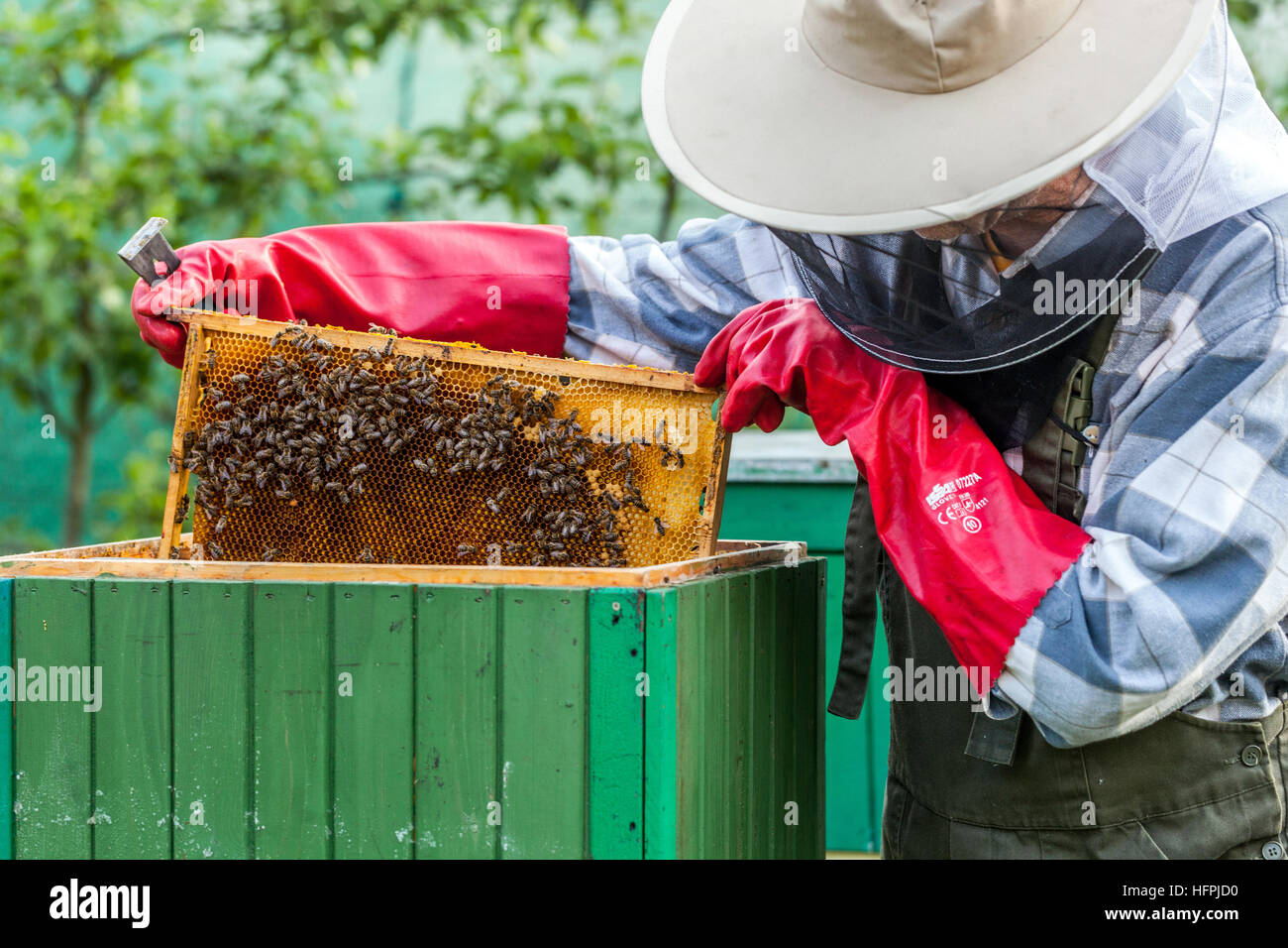 Beekeeper at work suit holding honeycomb, full honey, Beekeeper ...