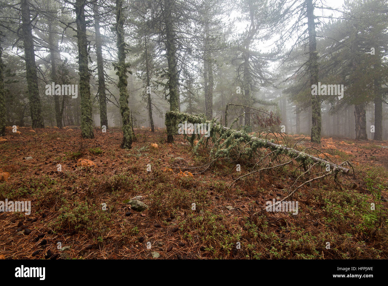 Winter forest landscape at Troodos mountains with pine trees and orange ...