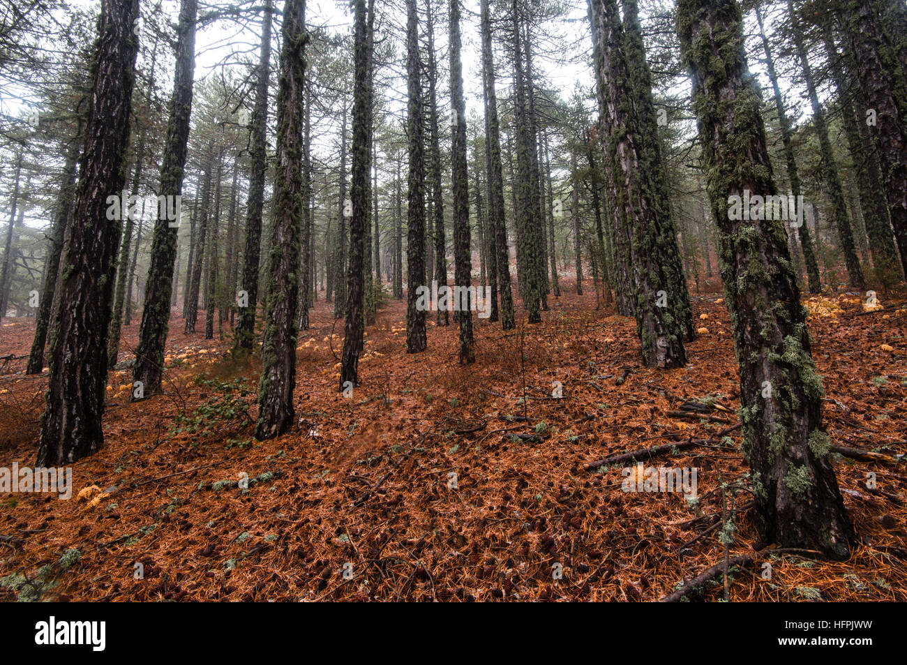 Winter forest landscape at Troodos mountains with pine trees and orange ...