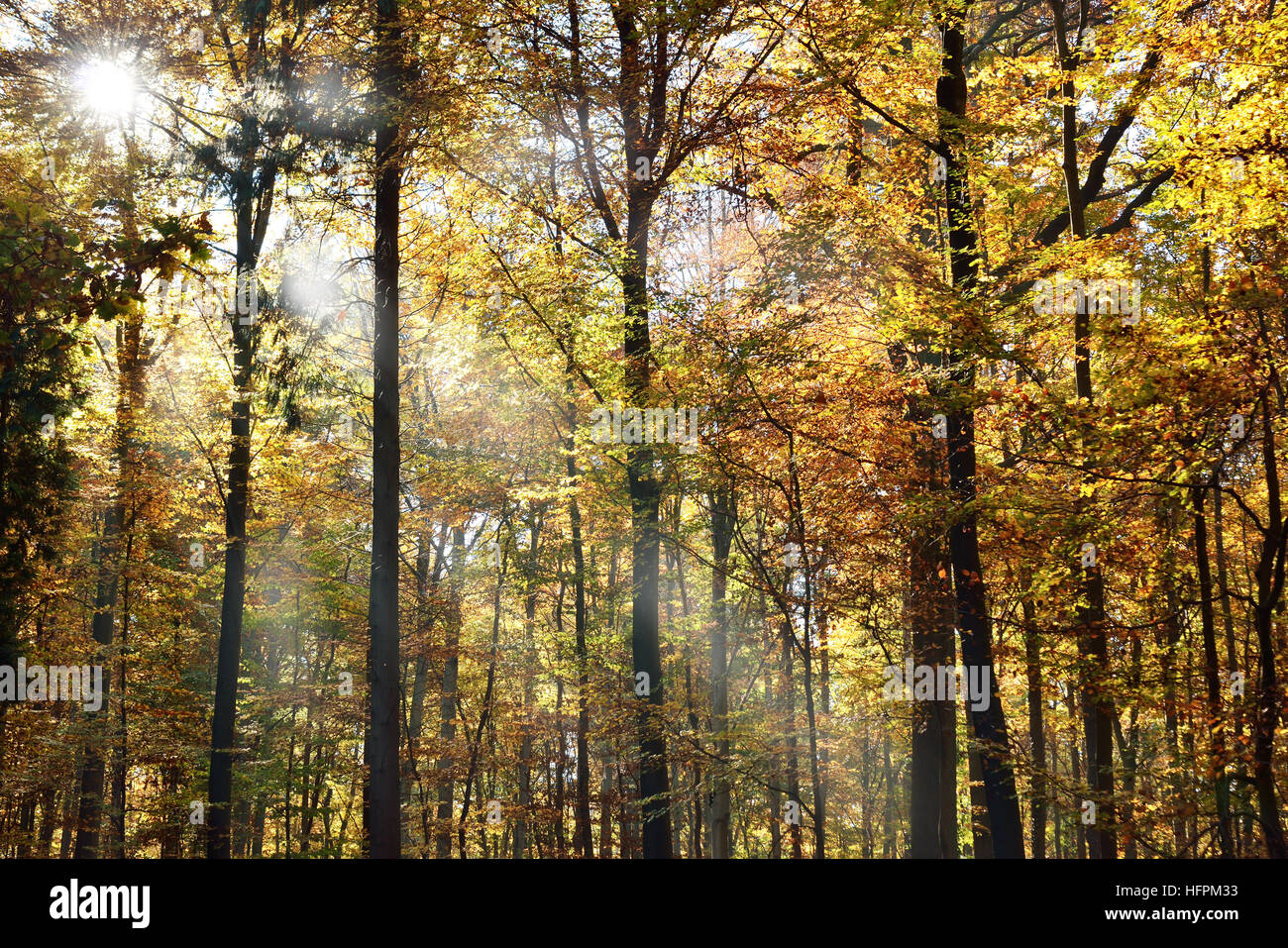 Forest during vibrant sunset hi-res stock photography and images - Alamy