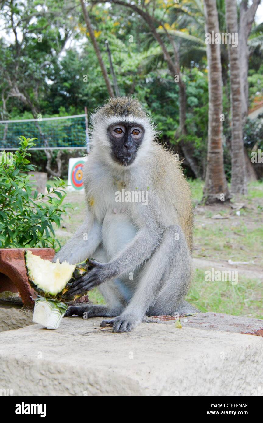 Monkey with a view hi-res stock photography and images - Alamy