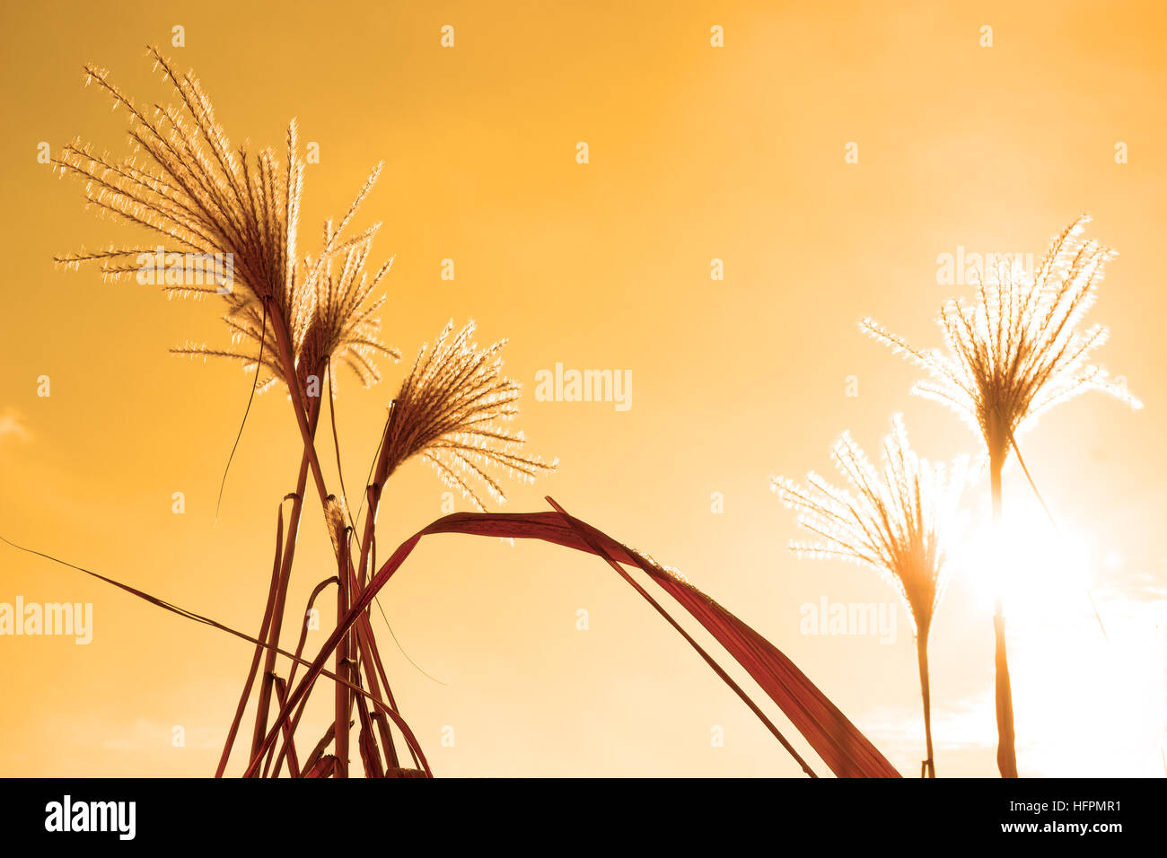 Grasses in backlight hi-res stock photography and images - Alamy