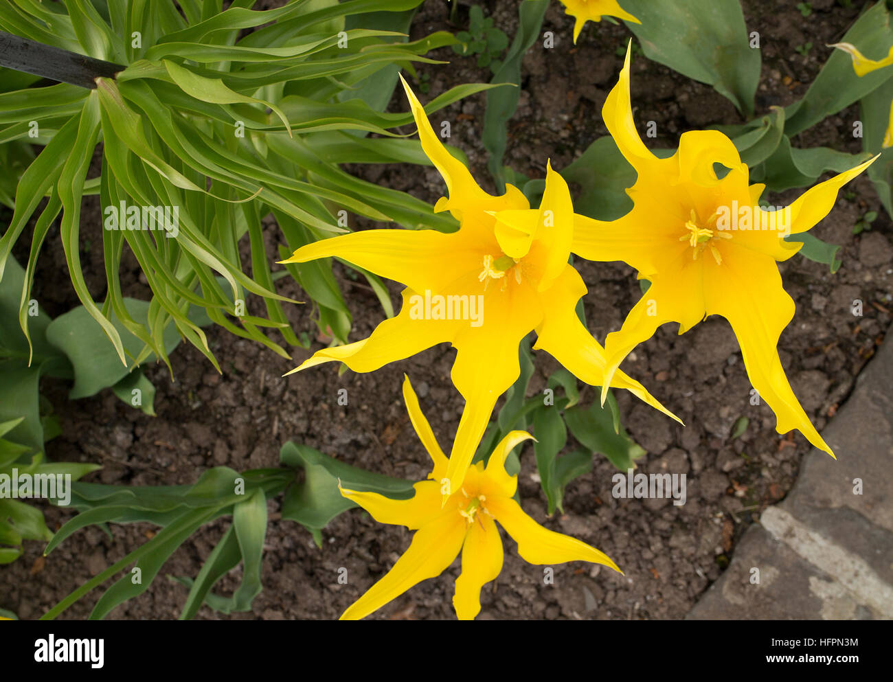 Star-shaped yellow tulips Stock Photo - Alamy