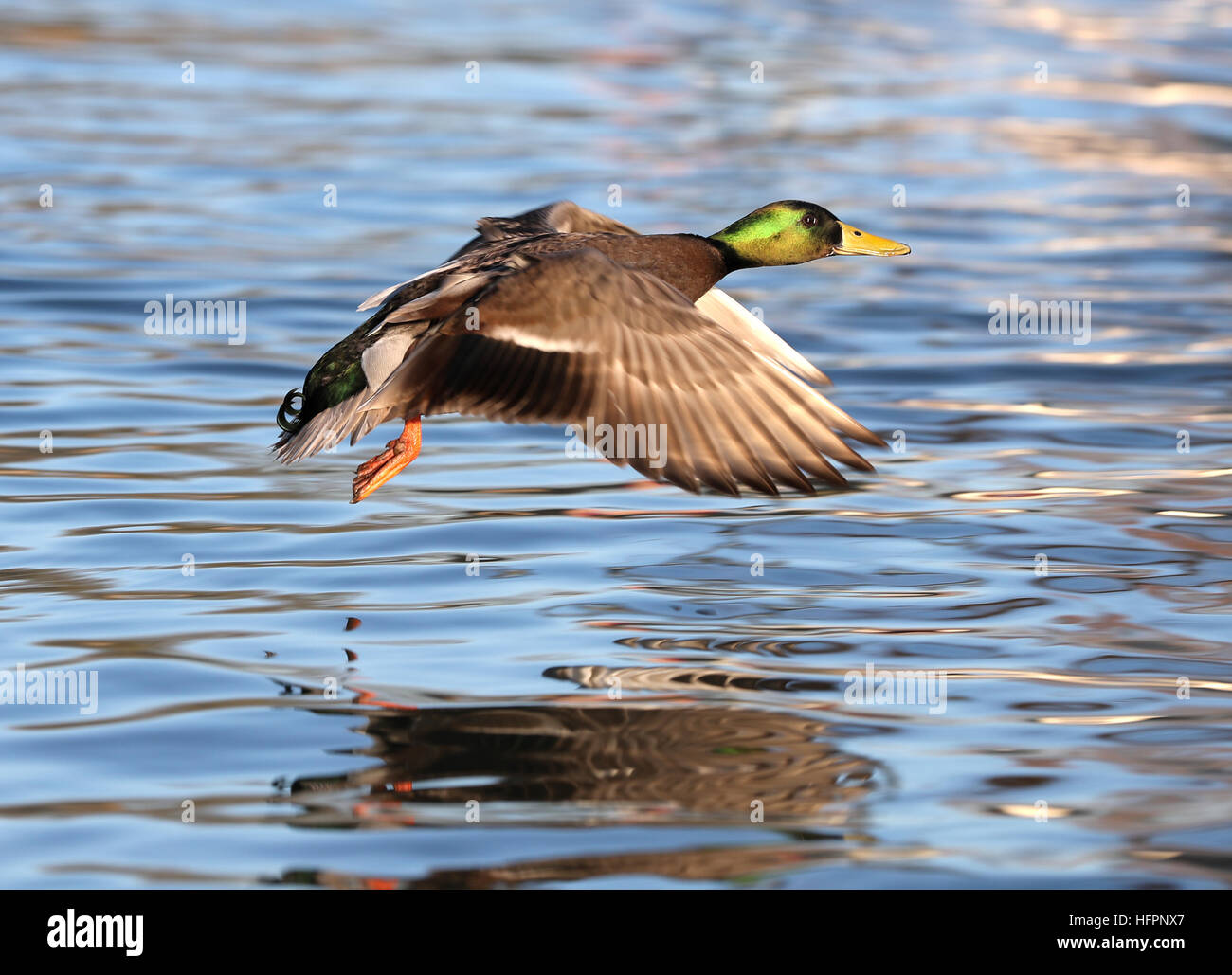 Mallard duck flying hi-res stock photography and images - Alamy