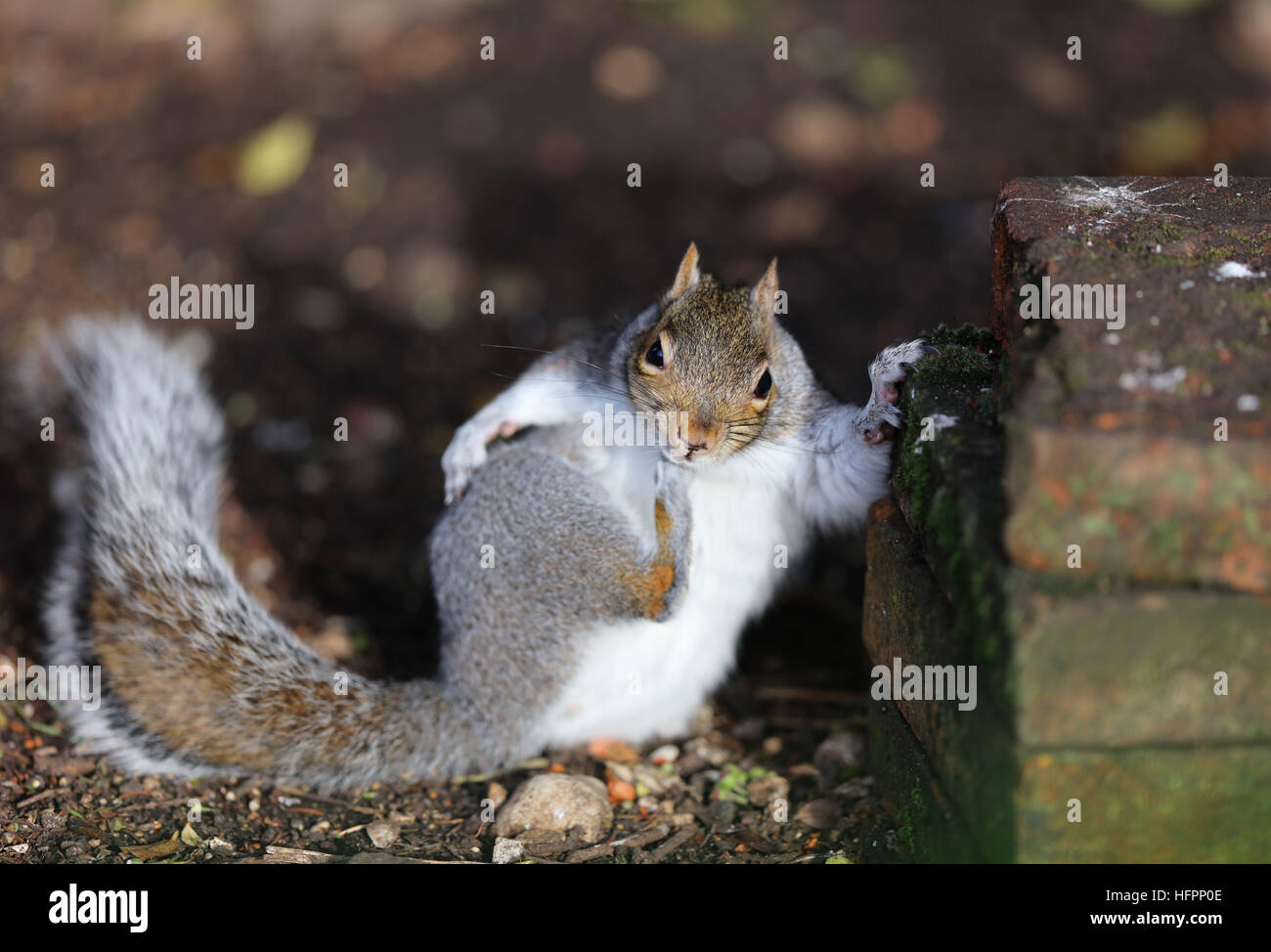 Scratching its tail hi-res stock photography and images - Alamy