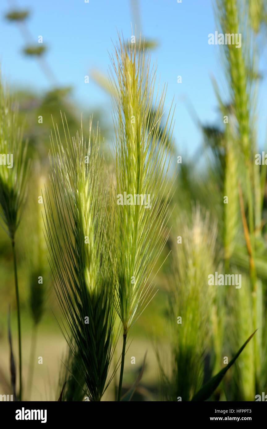 Wall Barley, Hordeum murinum Stock Photo - Alamy