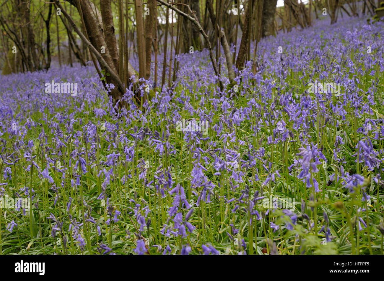 Bluebell, Hyacinthoides non-scripta Stock Photo - Alamy
