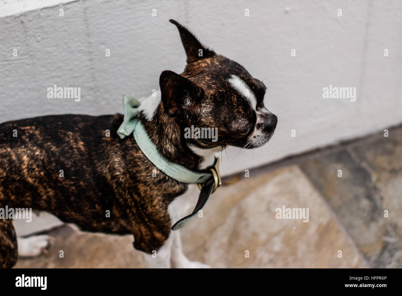 Photograph of a Boston Terrier puppy dog Stock Photo - Alamy