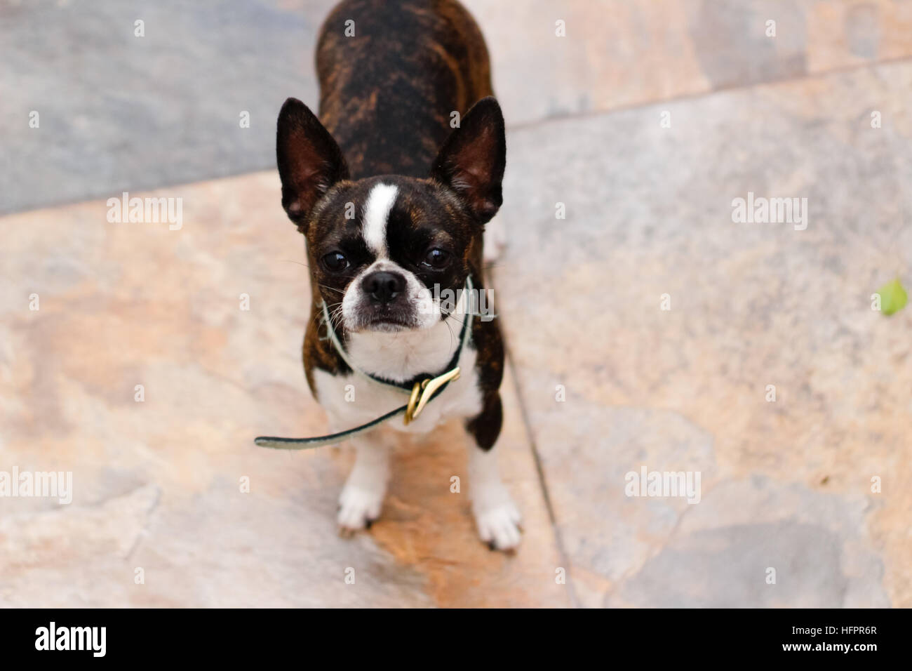 Photograph of a Boston Terrier puppy dog Stock Photo - Alamy