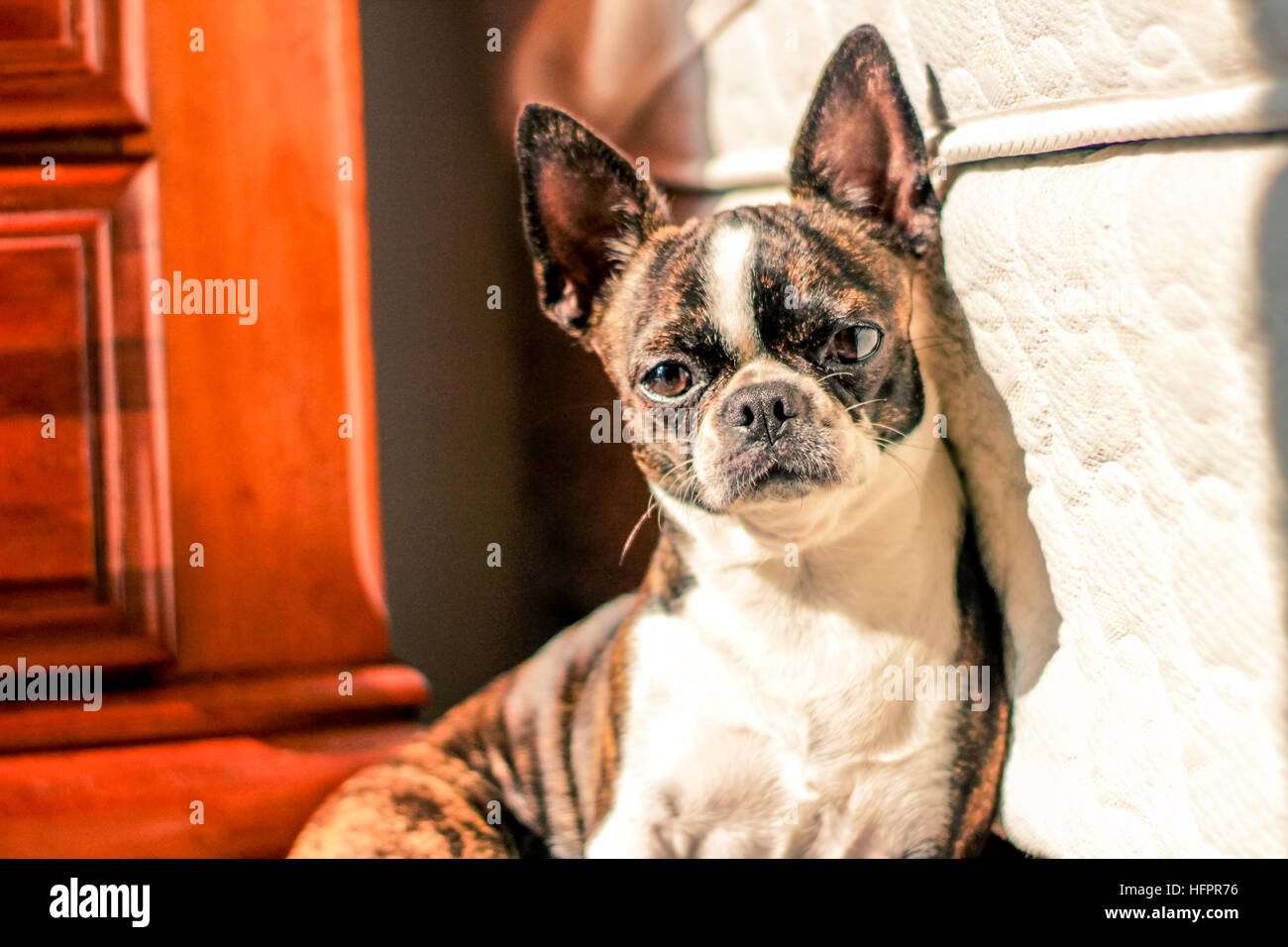 Photograph of a Boston Terrier puppy dog Stock Photo - Alamy