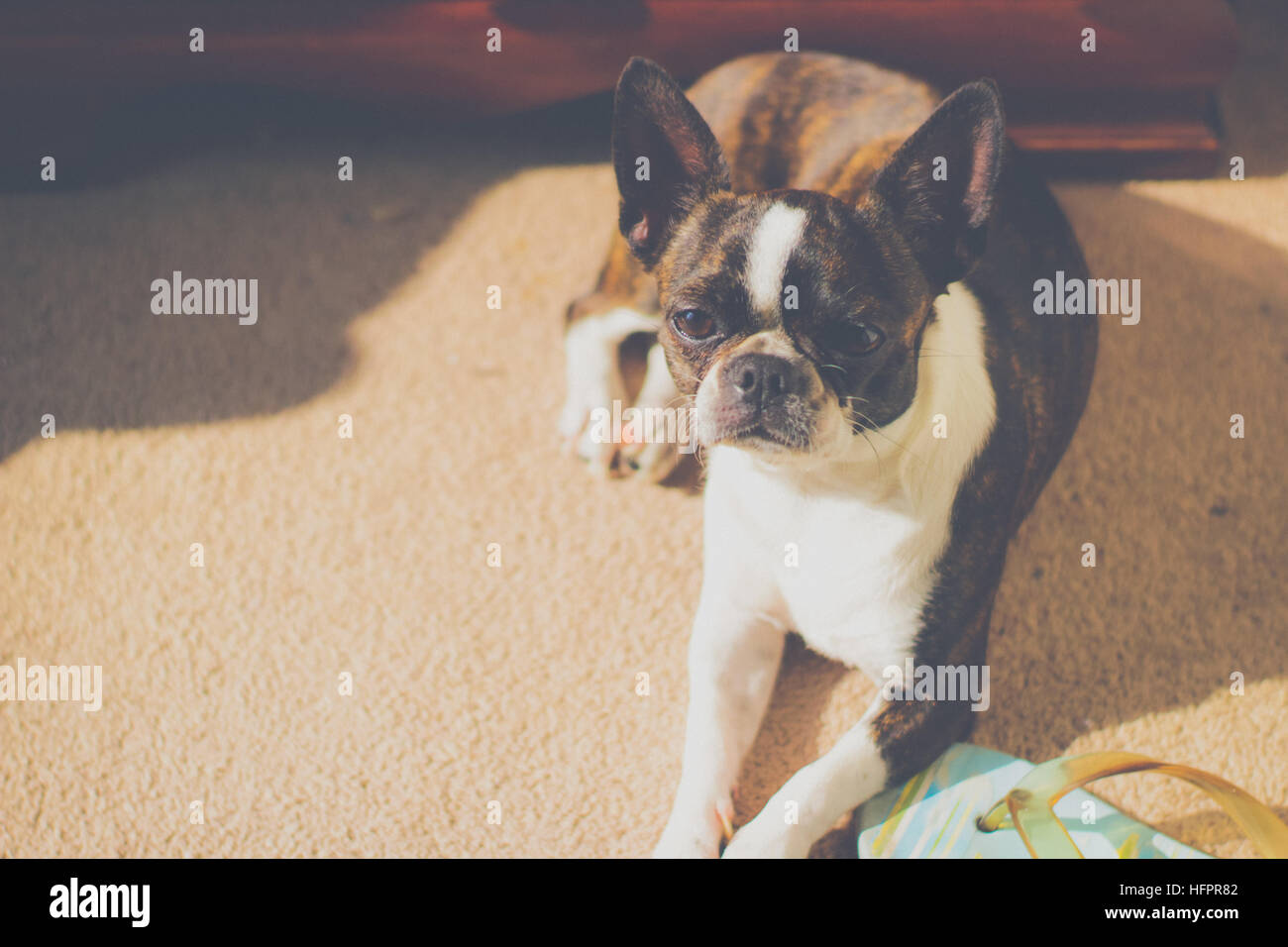 Photograph of a Boston Terrier puppy dog Stock Photo - Alamy