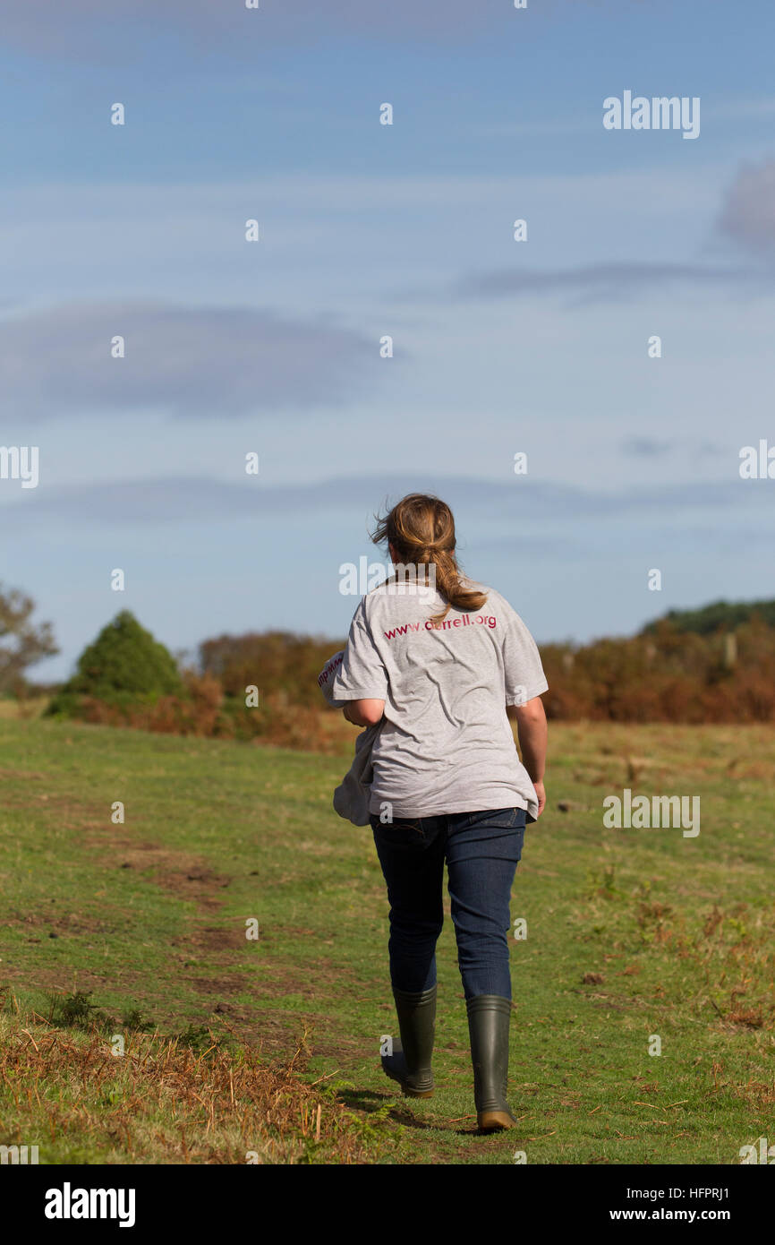 Durrell and red-billed chough in Jersey Stock Photo - Alamy