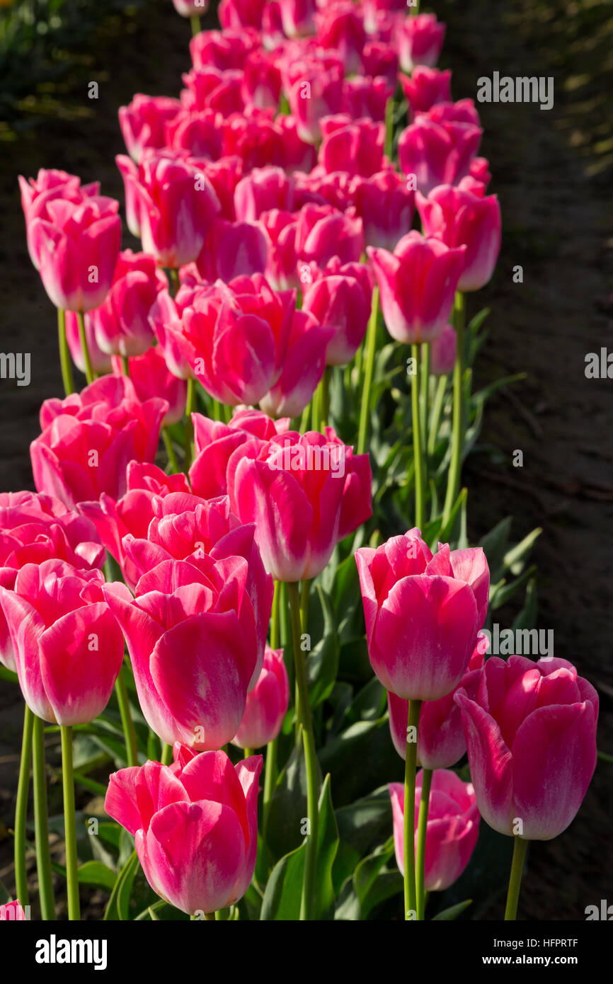 Row of tulips hi-res stock photography and images - Alamy