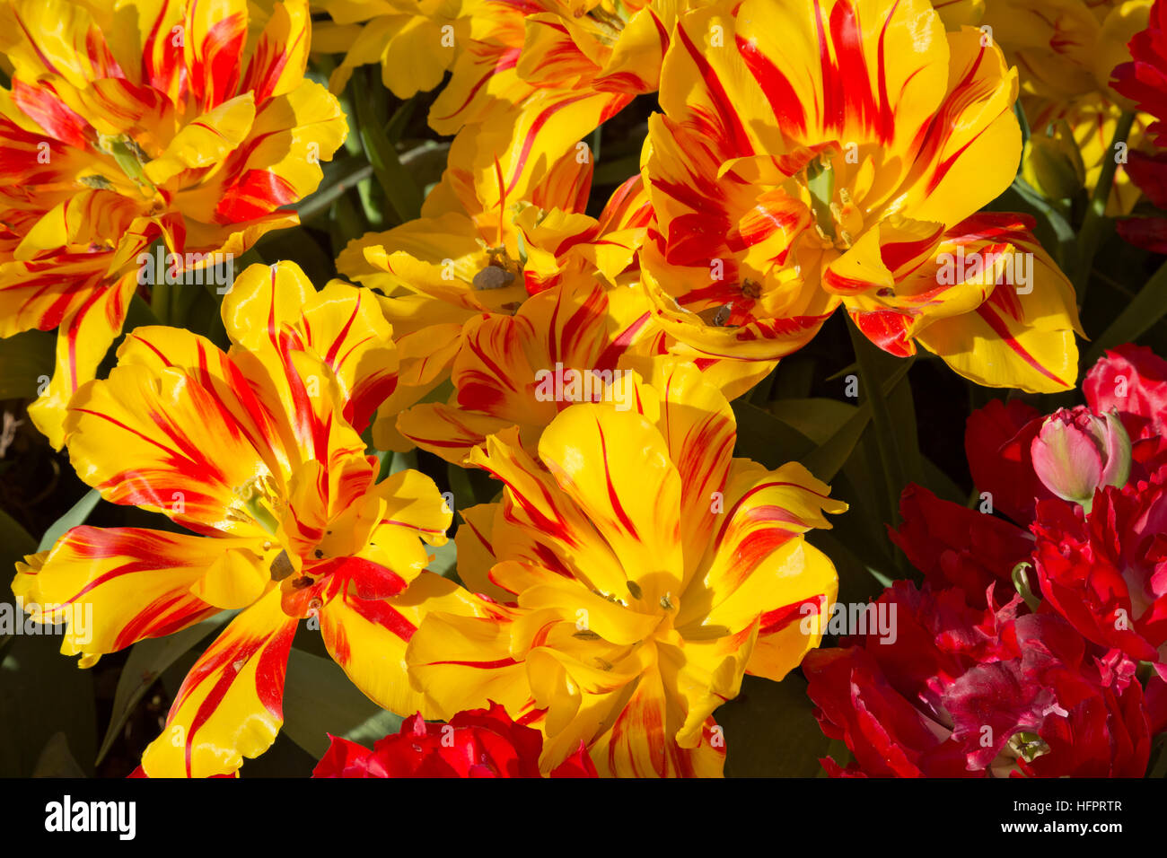 Roozengaarde display garden hi-res stock photography and images - Alamy