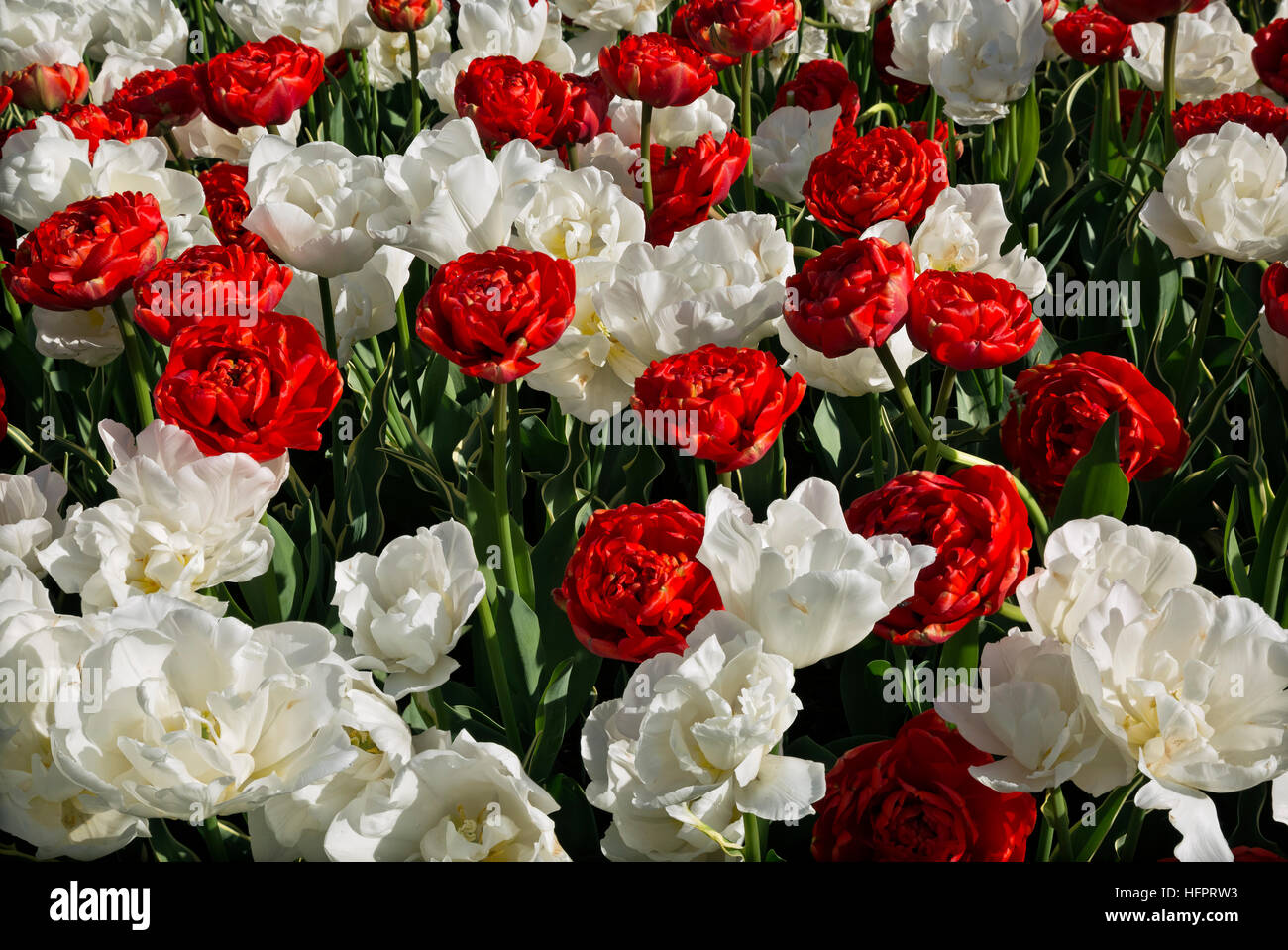 WA13063-00...WASHINGTON - Red and white double tulips blooming in a ...