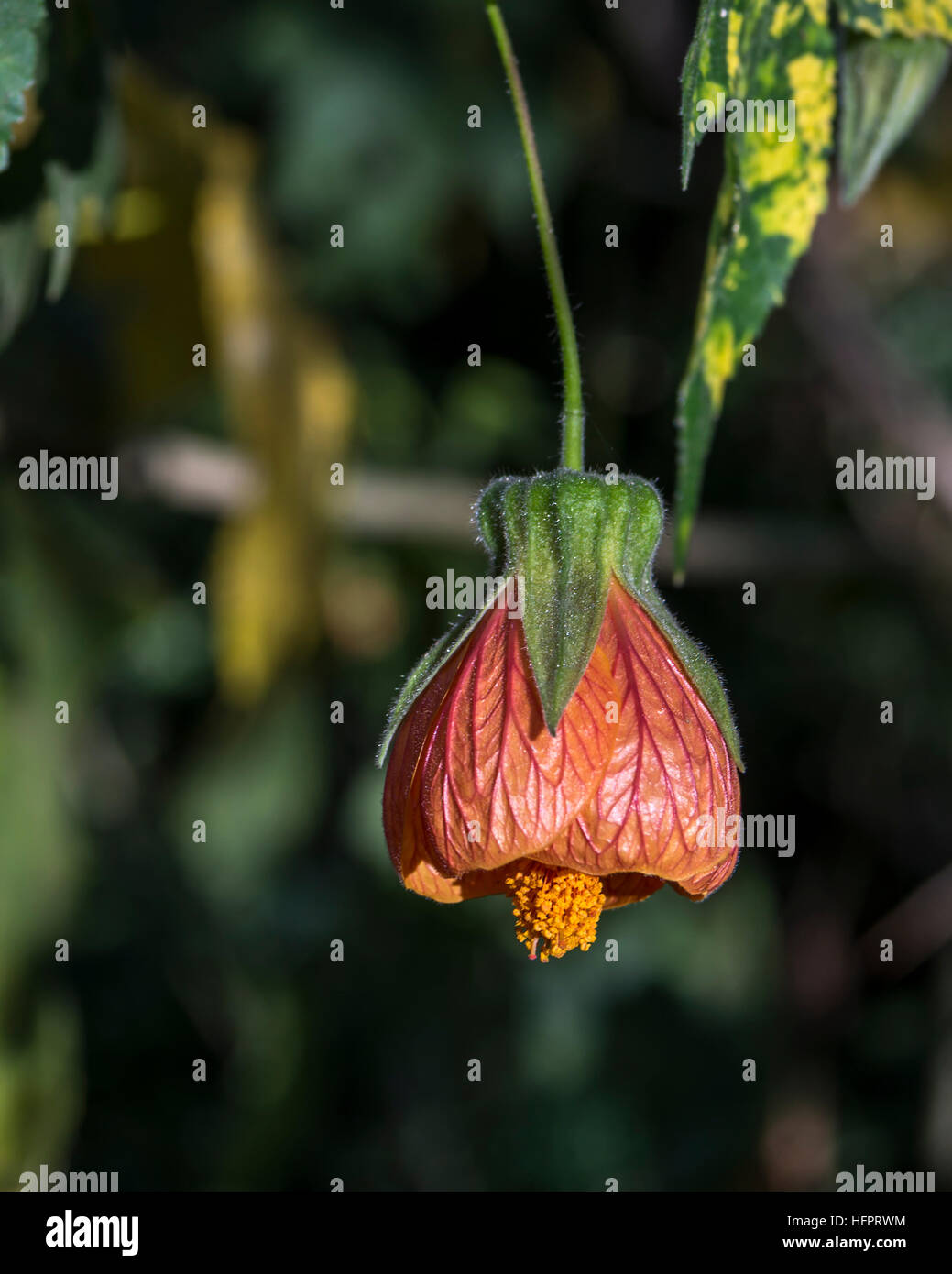 Abutilon flower hanging isolated on a dark green background Stock Photo ...