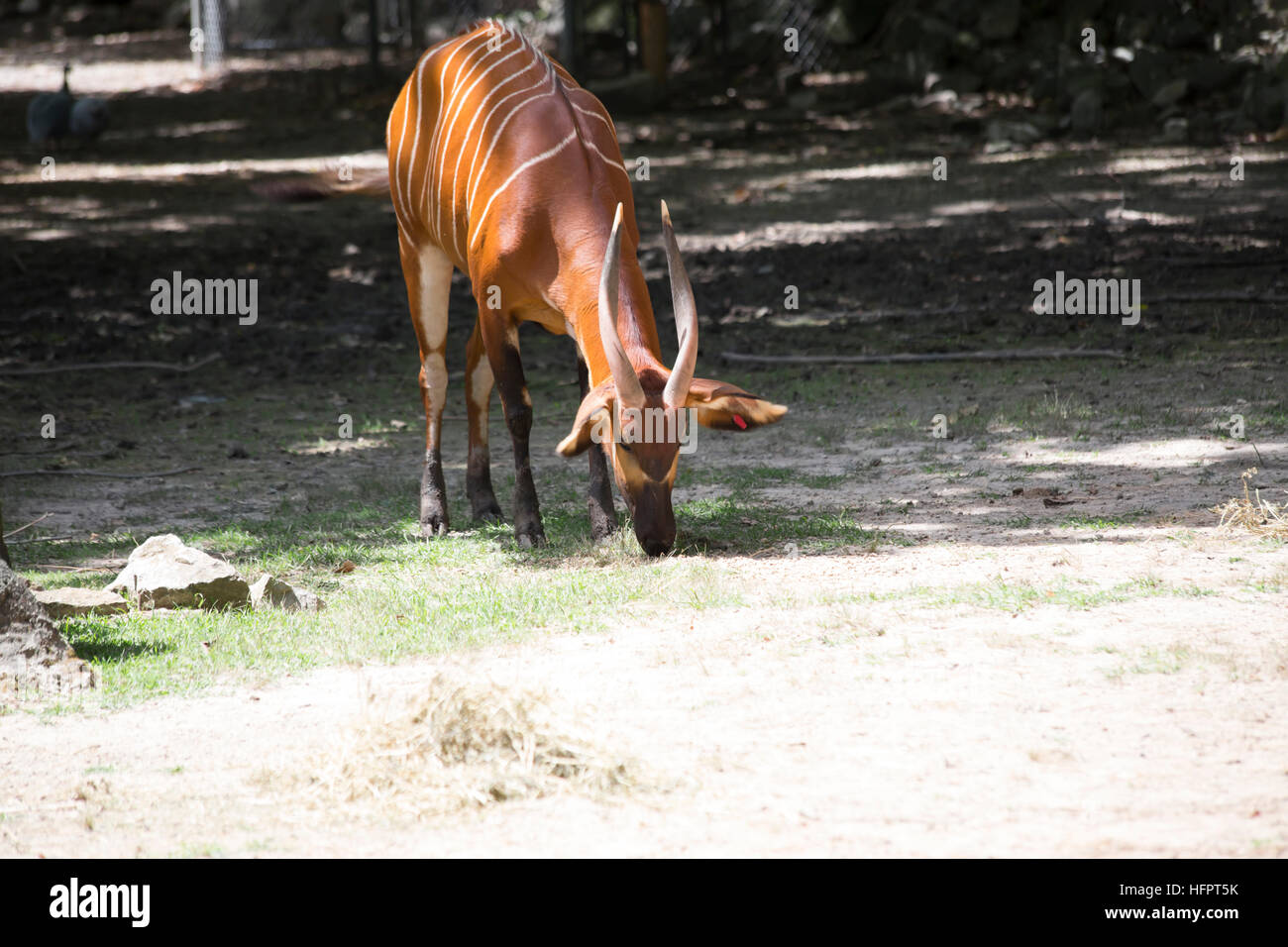 Bongo antelope kenya africa hi-res stock photography and images - Alamy