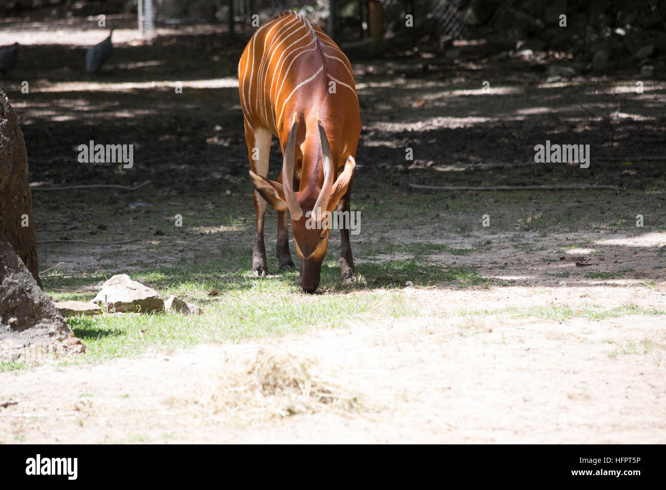 Bongo antelope kenya africa hi-res stock photography and images - Alamy