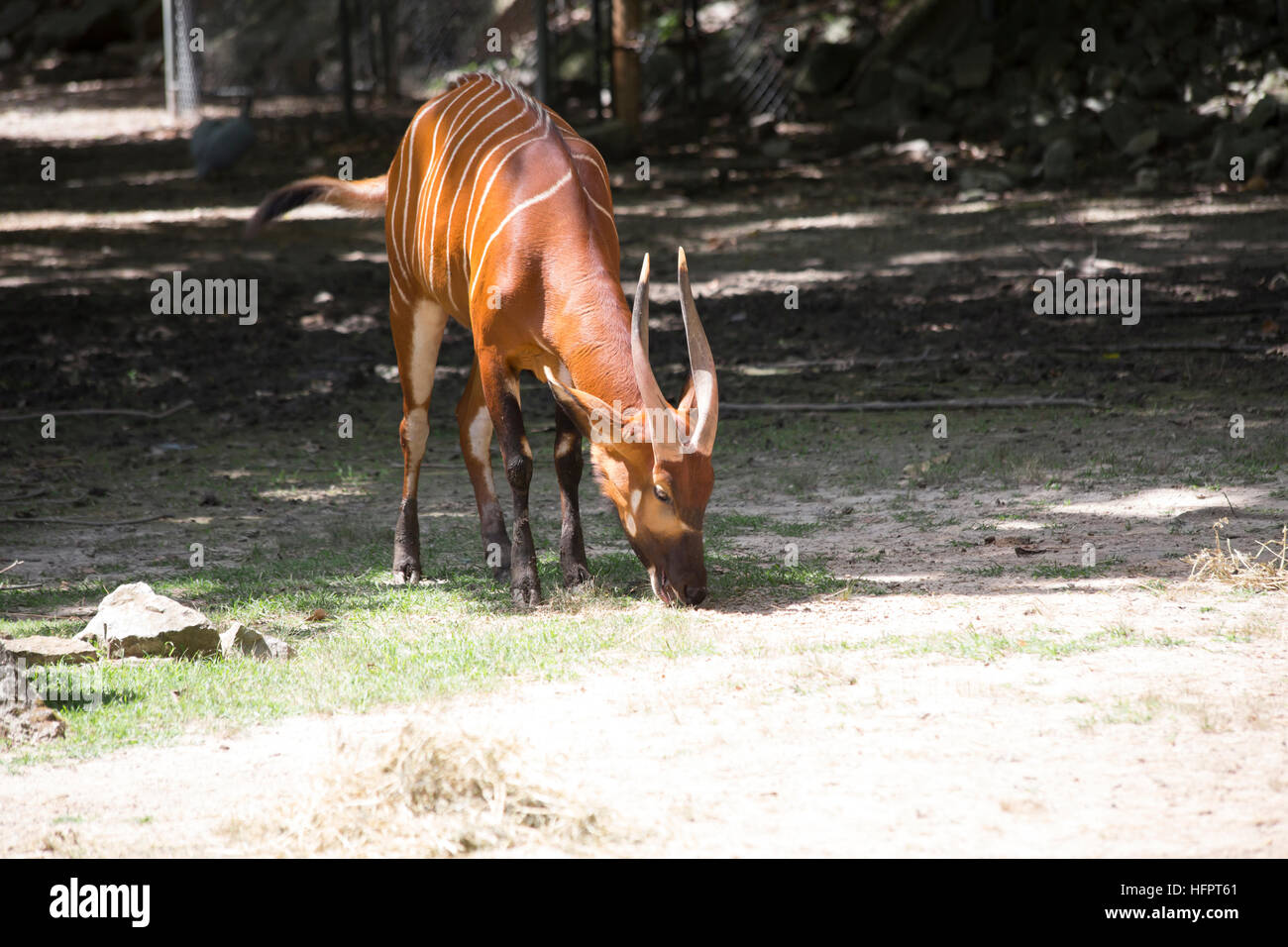 Bongo antelope kenya africa hi-res stock photography and images - Alamy
