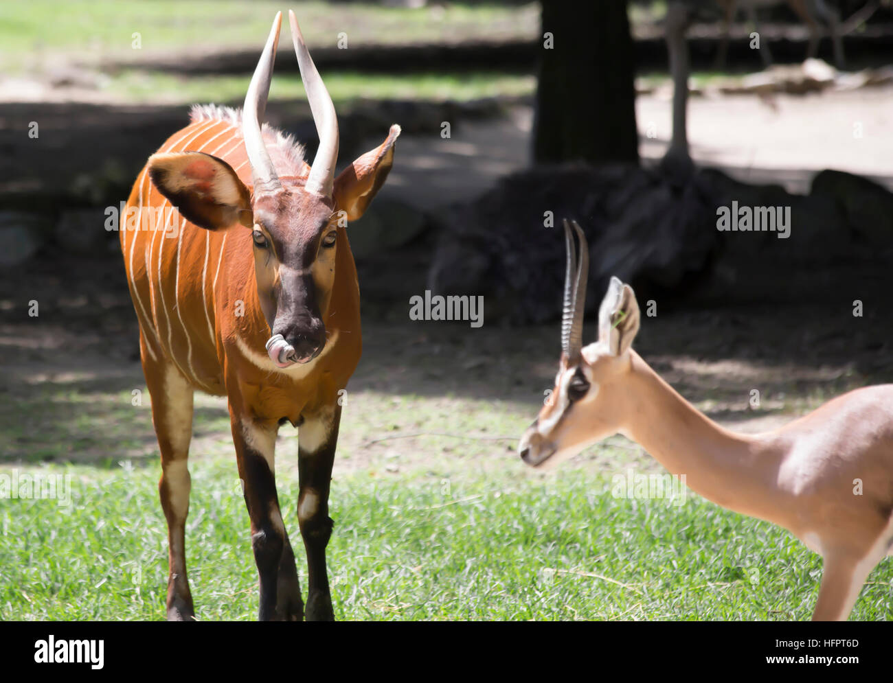 Close up of a bongo and gazelle Stock Photo - Alamy