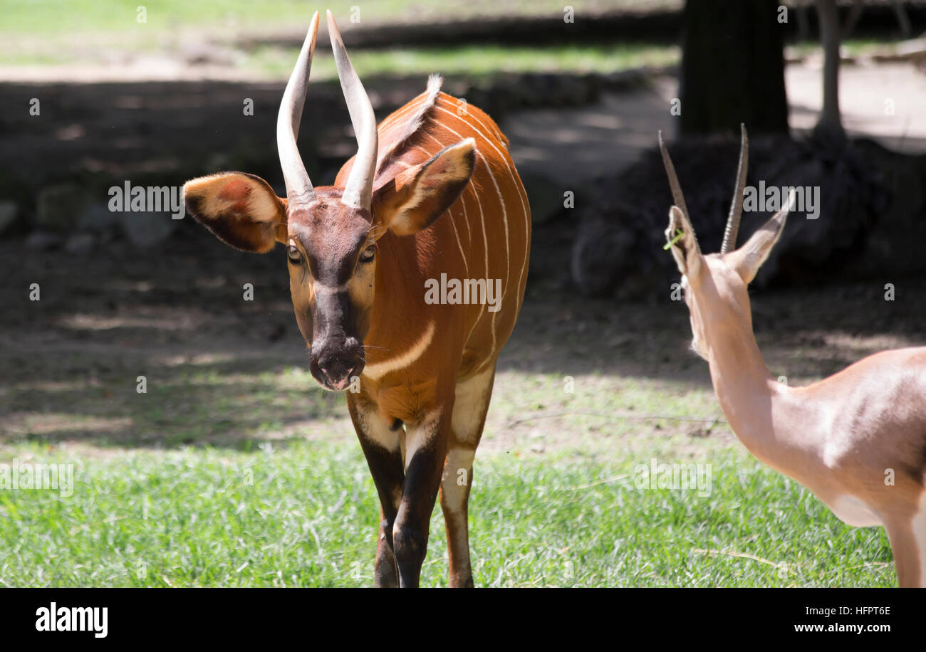 Bongo antelope lowland hi-res stock photography and images - Alamy