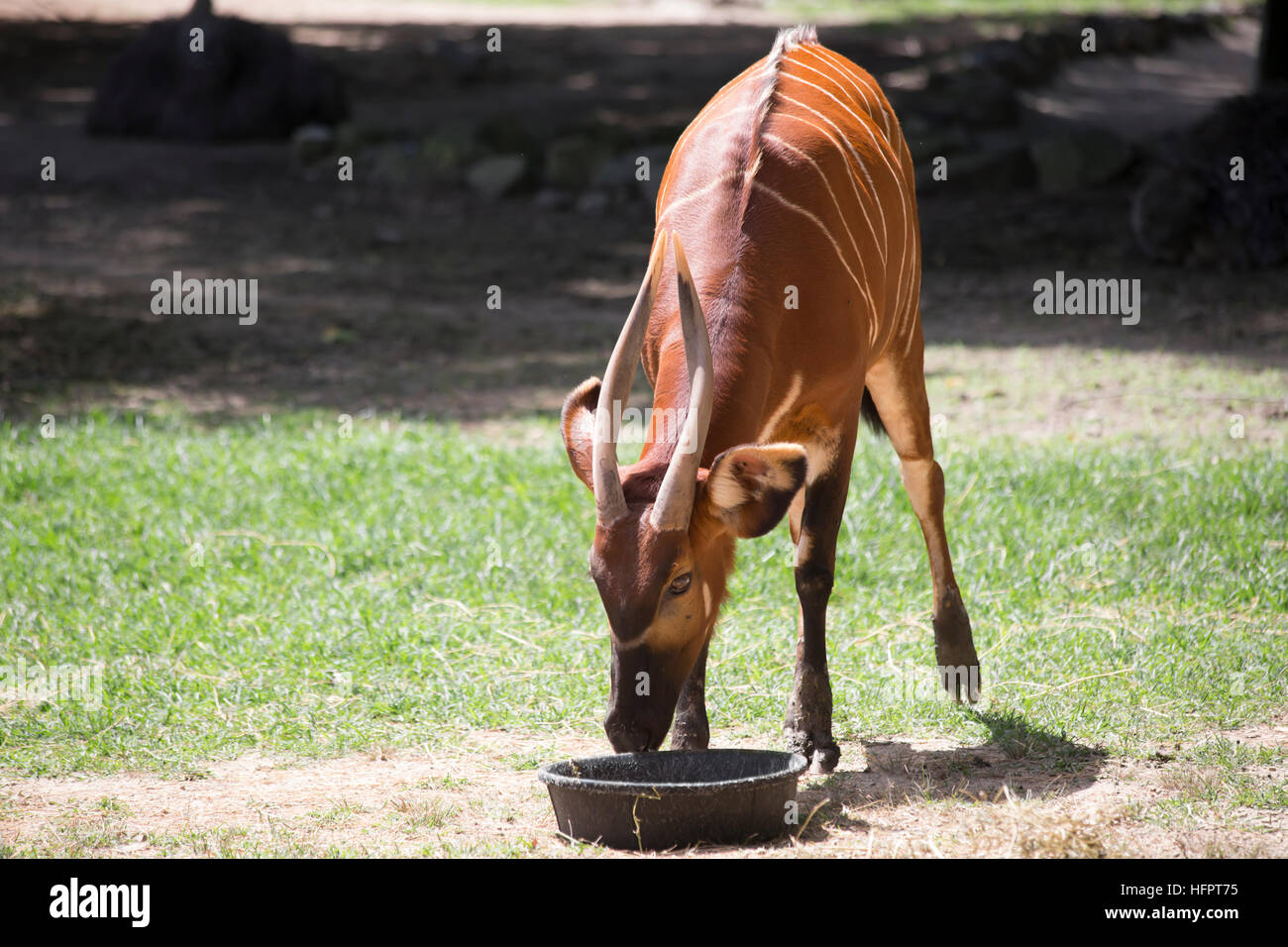 Bongo (Tragelaphus eurycerus) eating Stock Photo - Alamy