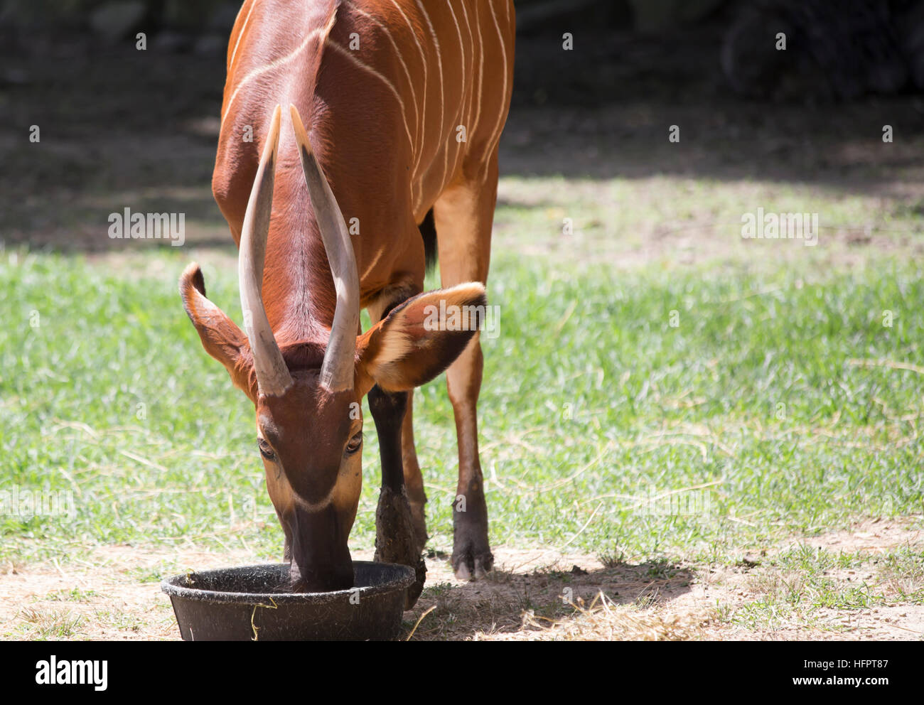 Bongo (Tragelaphus eurycerus) eating Stock Photo - Alamy