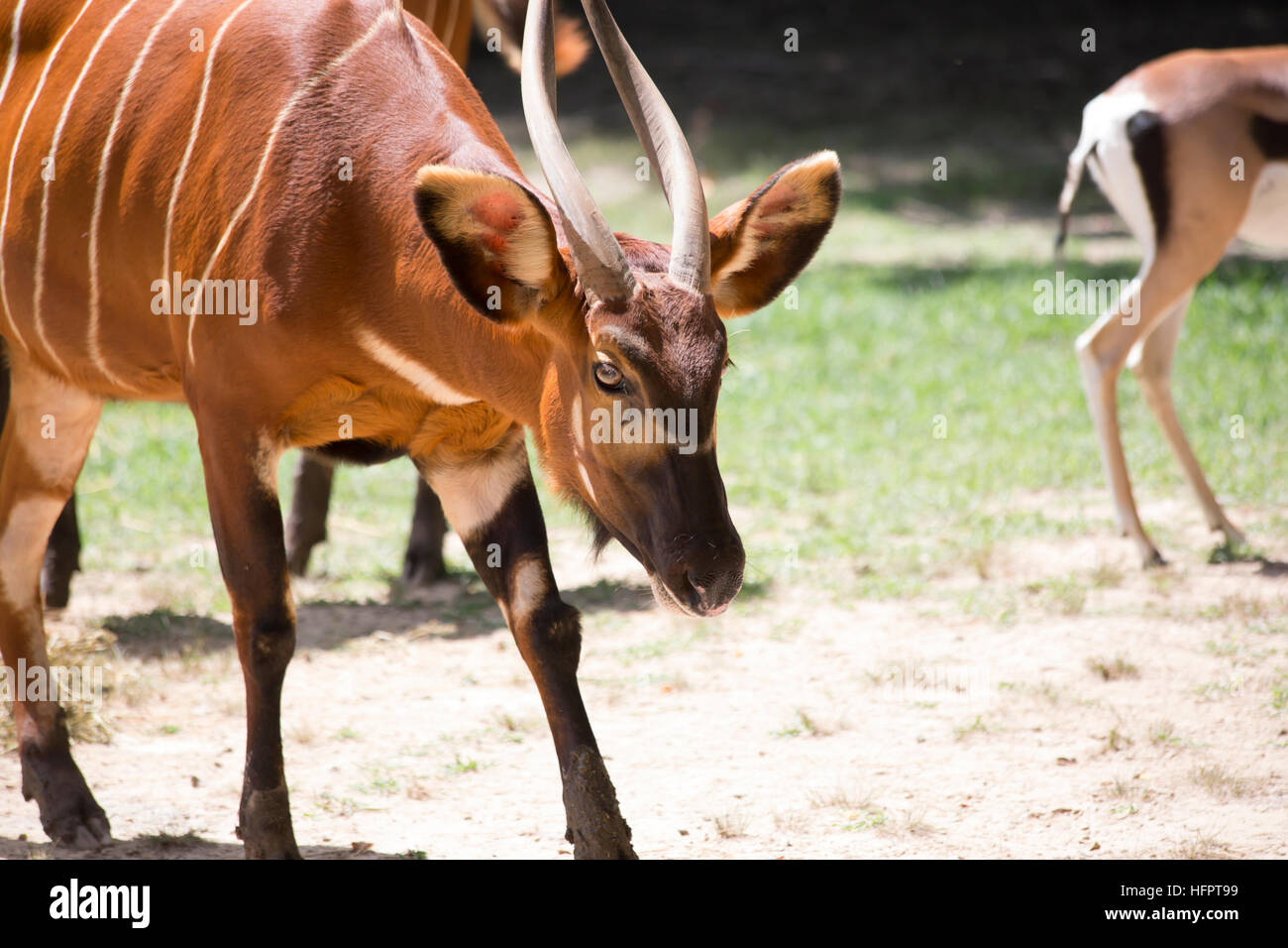 Close up of a bongo with a gazelle in the background Stock Photo - Alamy