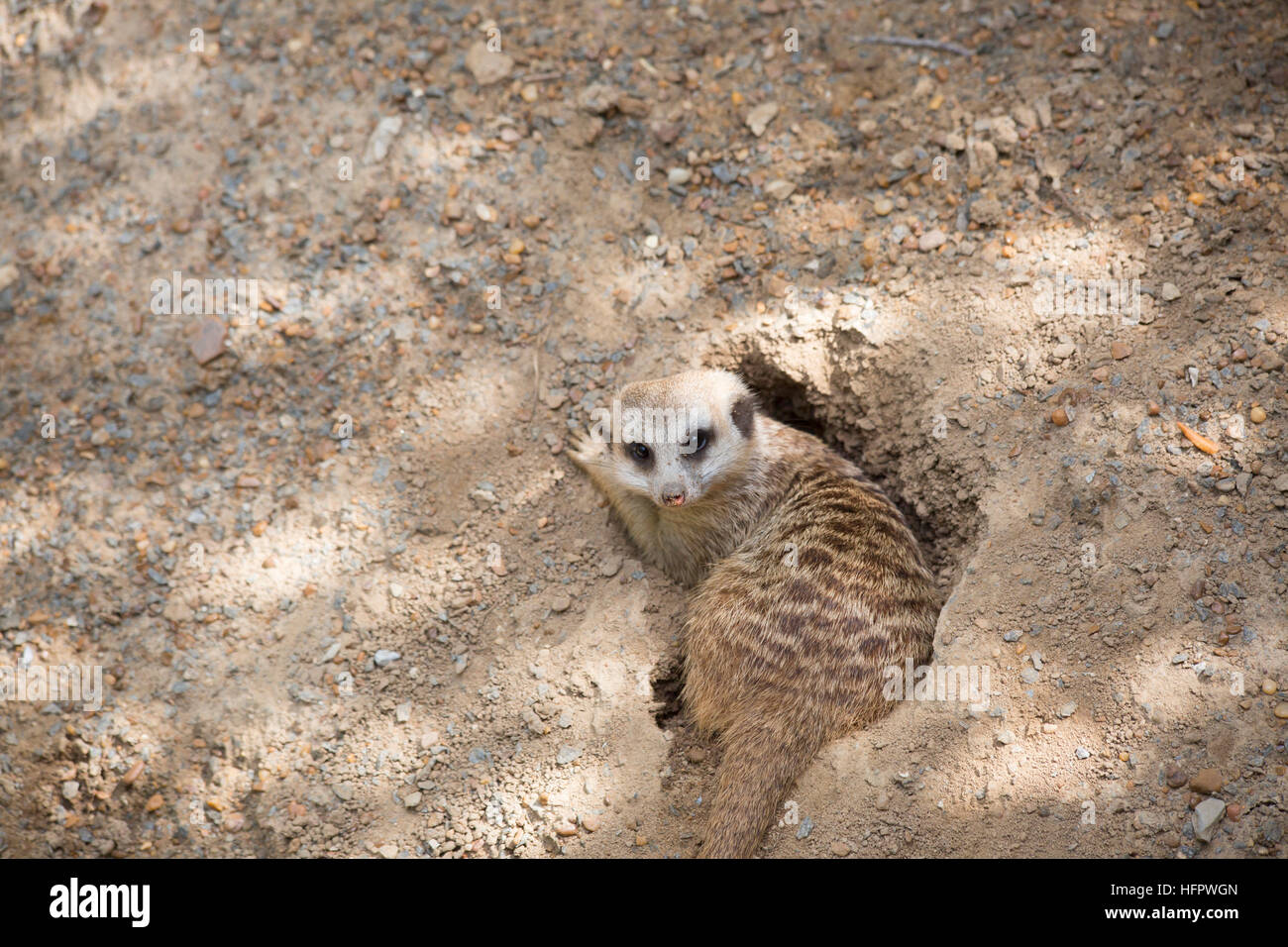 Meerkat in a burrow Stock Photo - Alamy