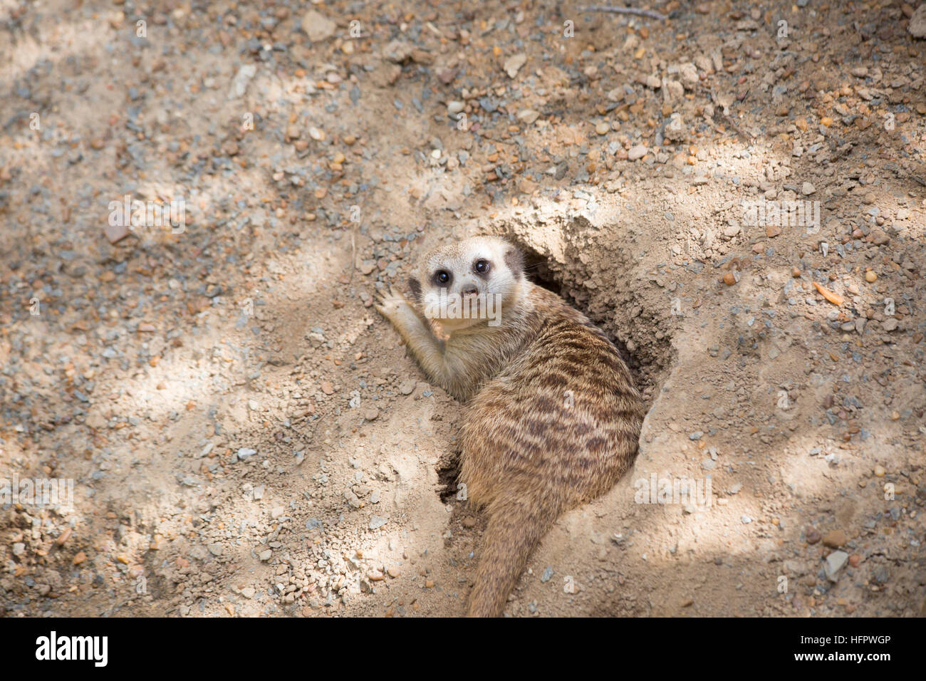 Meerkat in a burrow Stock Photo - Alamy