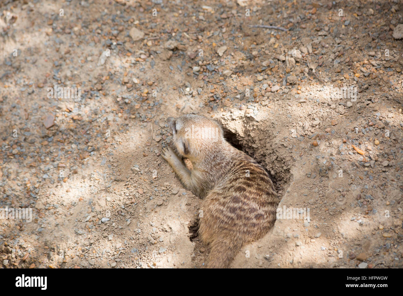Meerkat in a burrow Stock Photo - Alamy