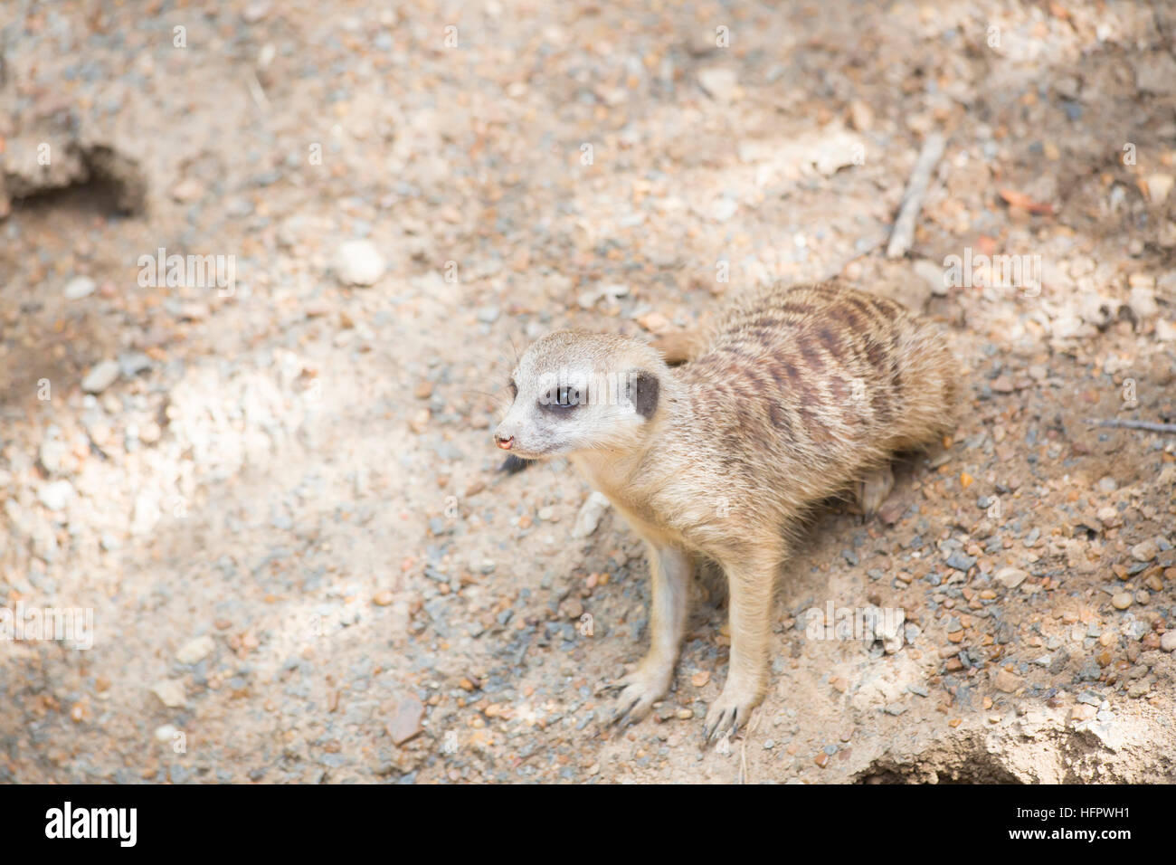 Meerkat ready to scurry Stock Photo - Alamy