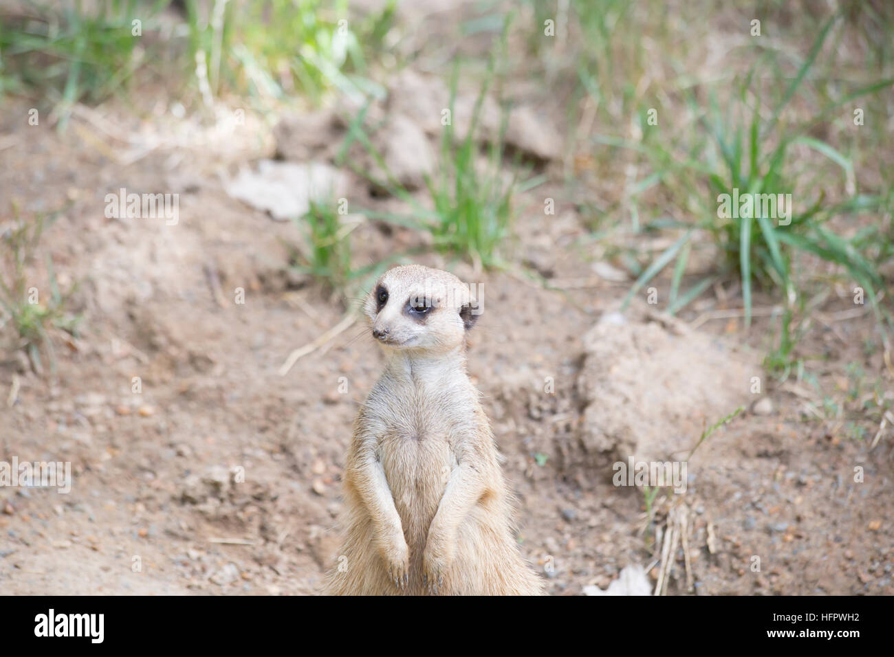 Meerkat standing guard Stock Photo - Alamy