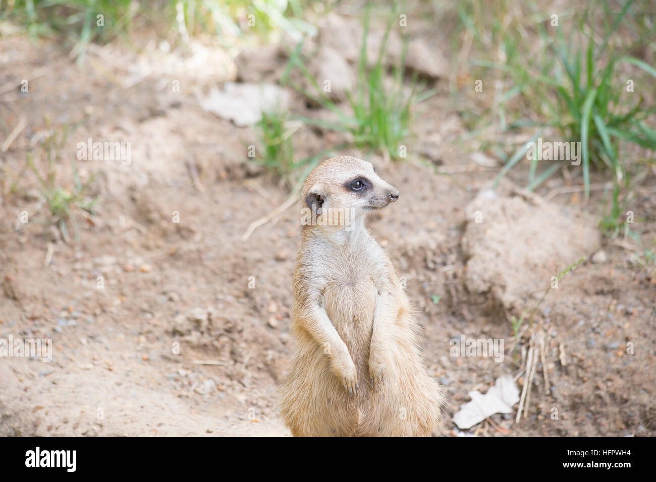 Meerkat standing guard Stock Photo - Alamy
