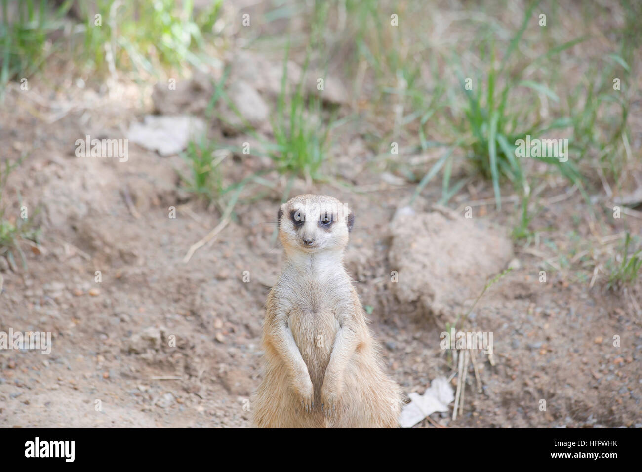 Meerkat standing guard Stock Photo - Alamy