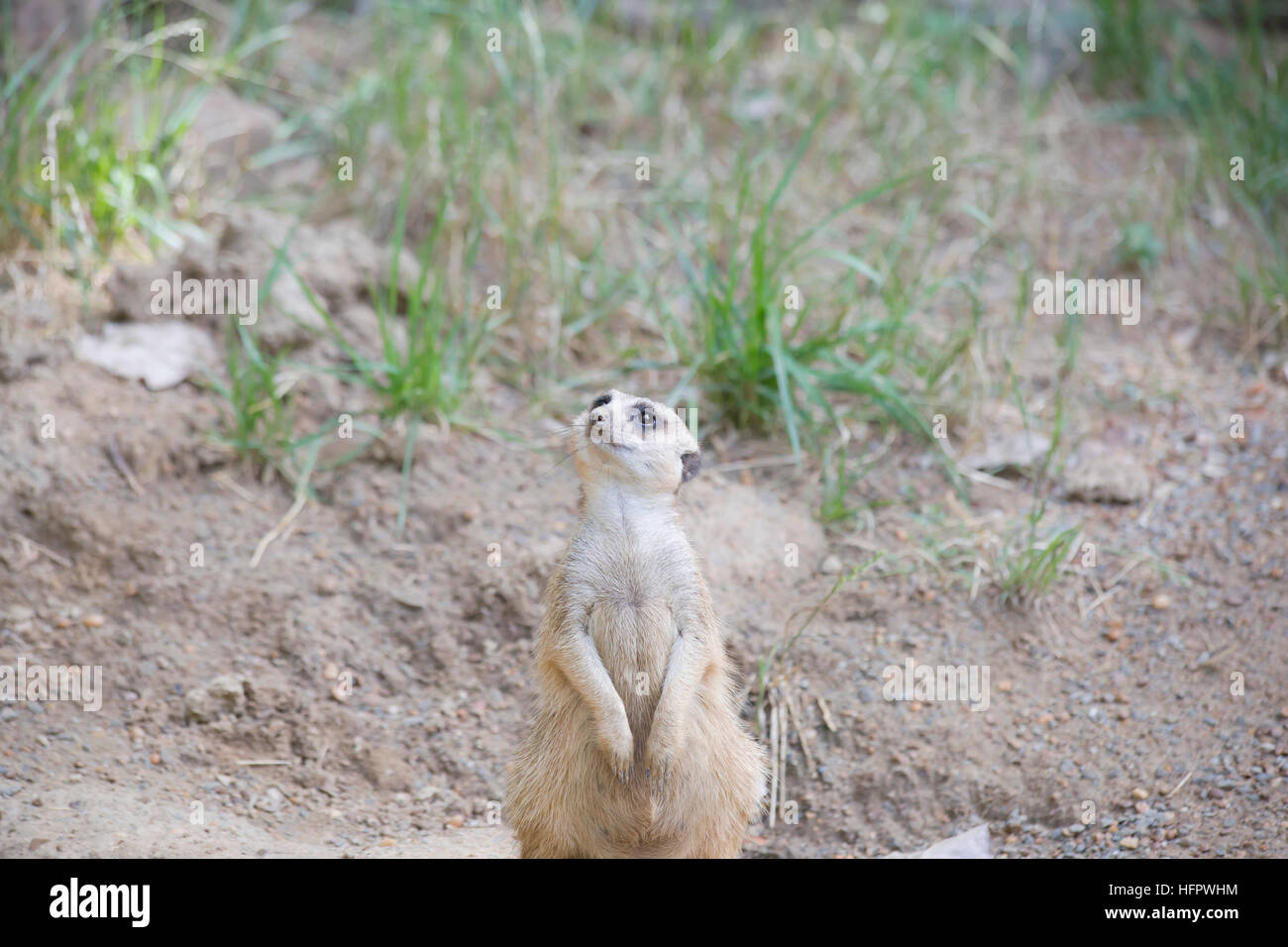 Meerkat standing guard Stock Photo - Alamy
