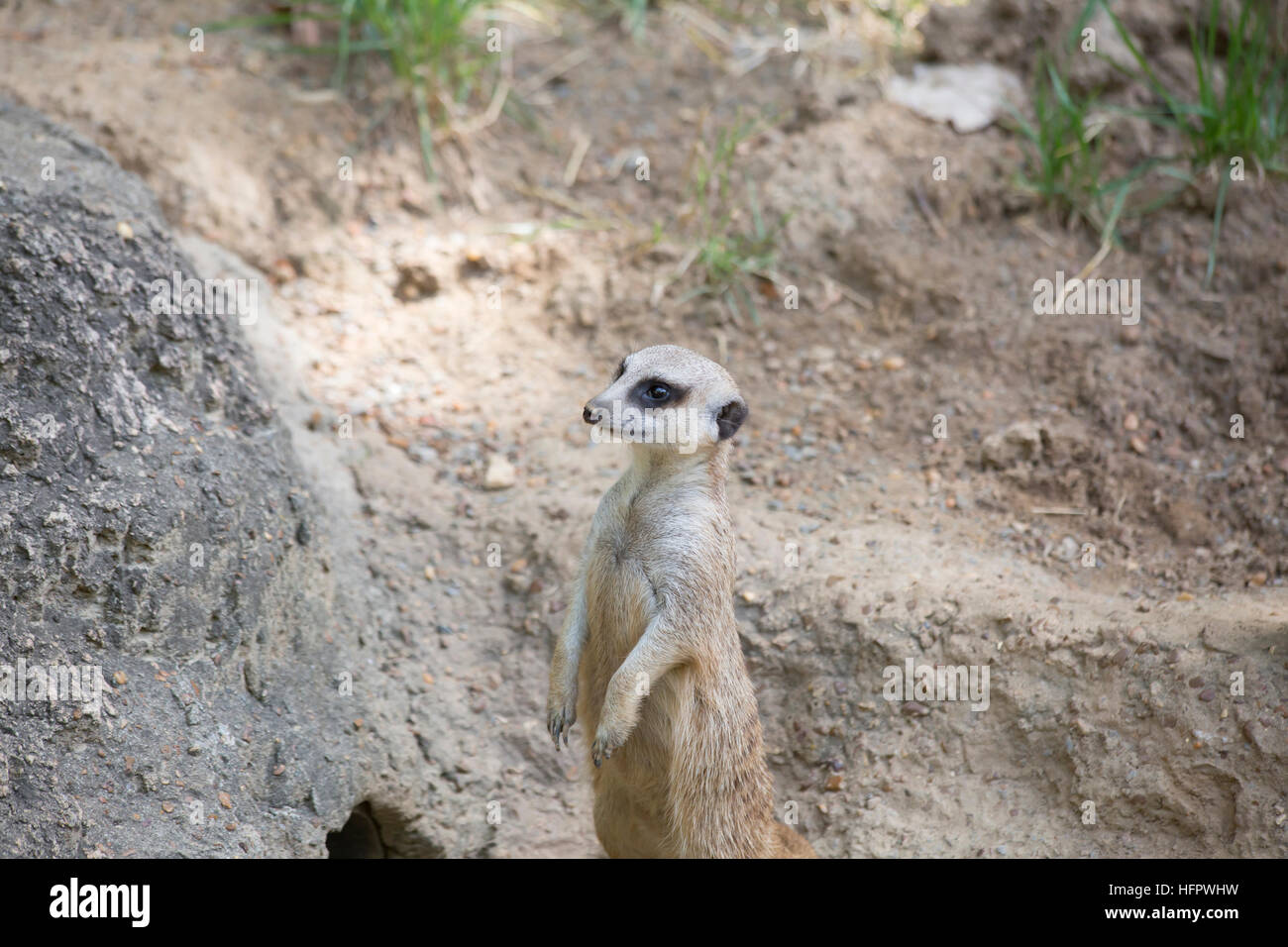 Meerkat standing guard Stock Photo - Alamy