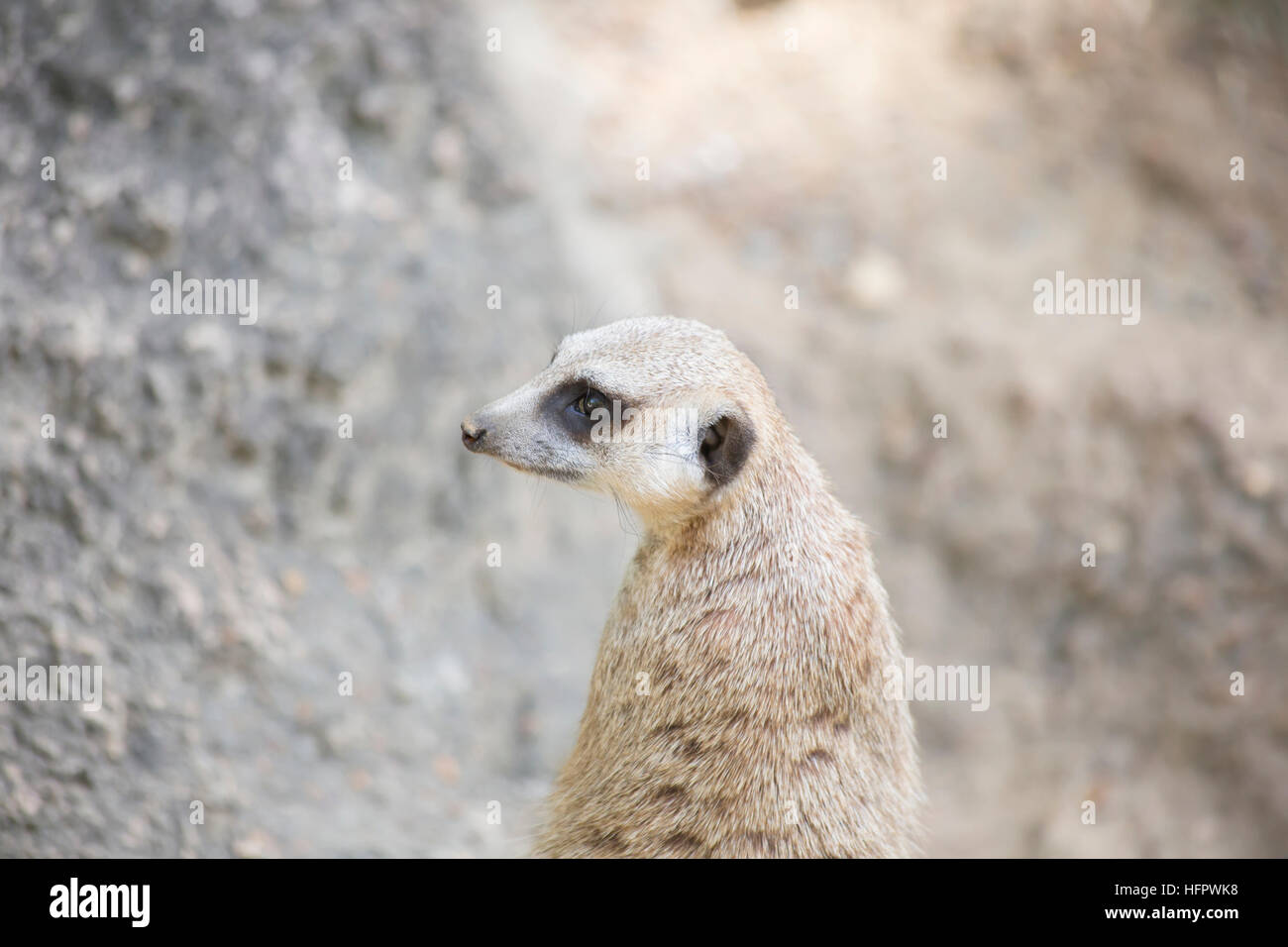Meerkat standing guard Stock Photo - Alamy