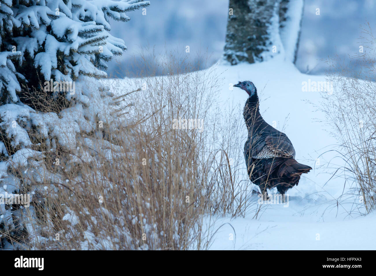 Wild turkey in winter hi-res stock photography and images - Alamy