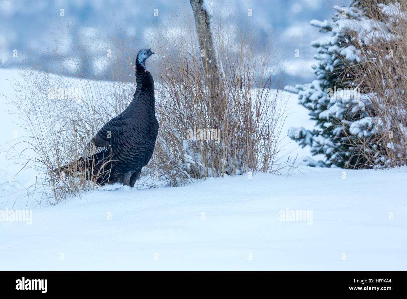 Bronze turkey bird hi-res stock photography and images - Alamy
