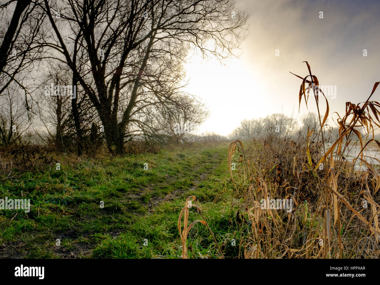 Wetlands nature reserve during early evening with a muddy footpath in ...