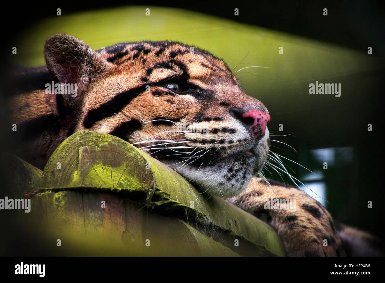 Clouded Leopard Resting Stock Photo - Alamy