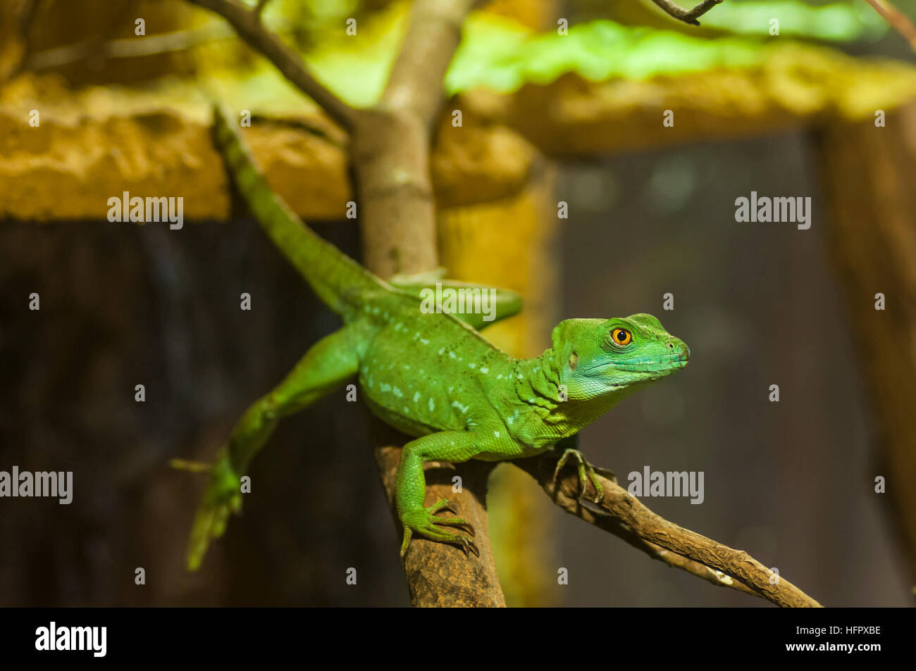 Young Basilisk lizard Stock Photo - Alamy