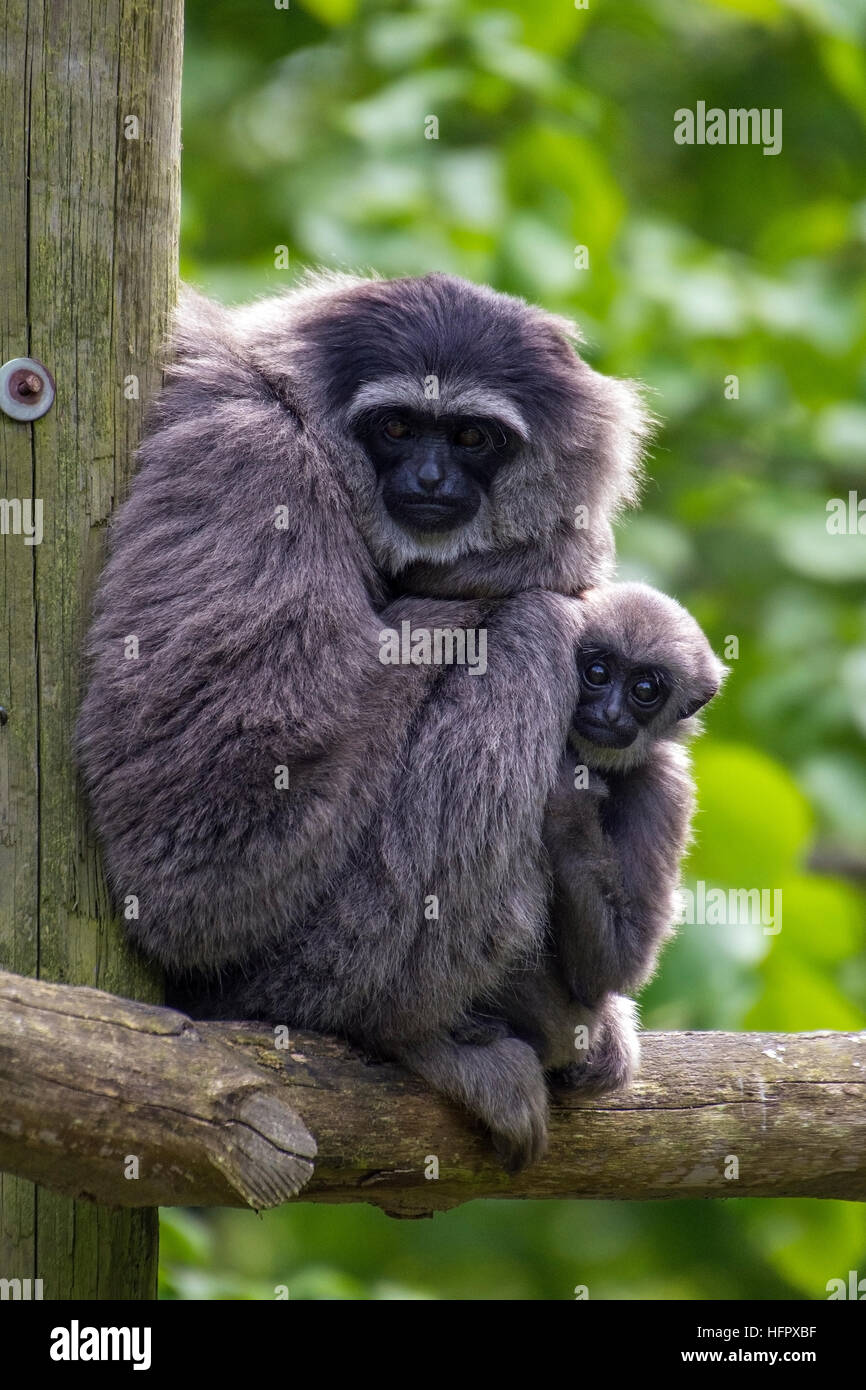 Moloch Gibbon and Baby Stock Photo - Alamy