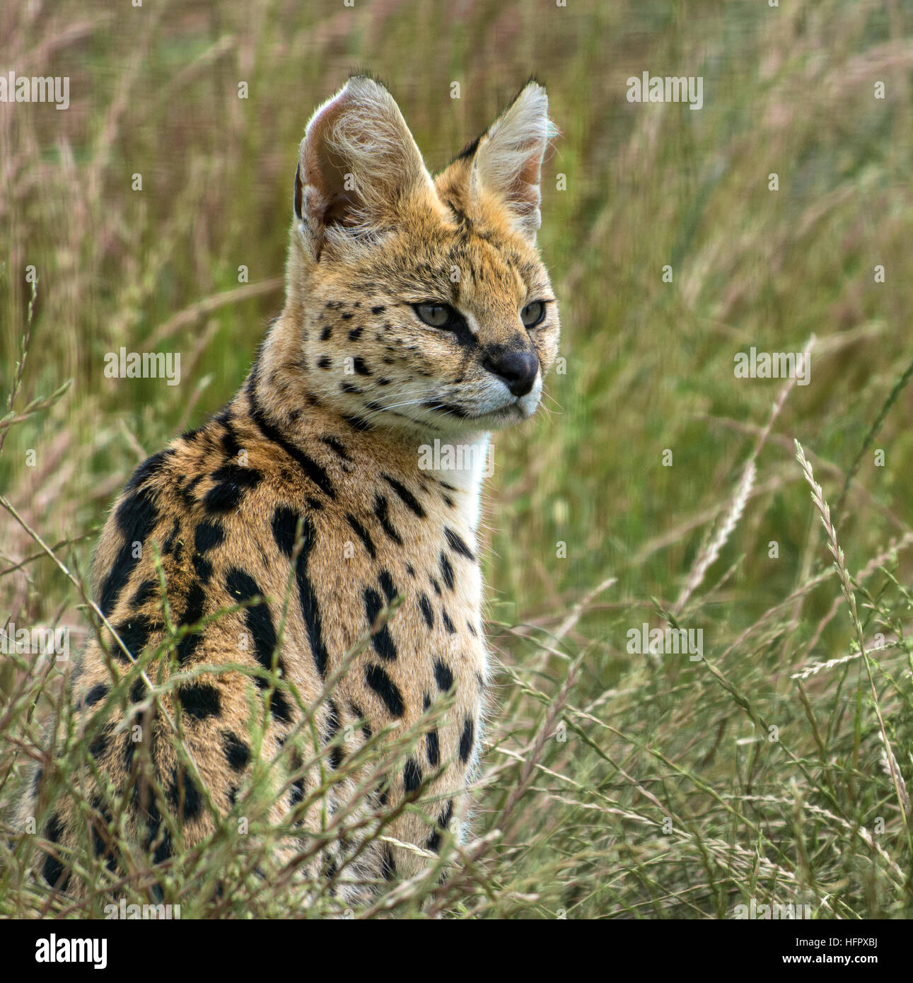 African Serval Jumping