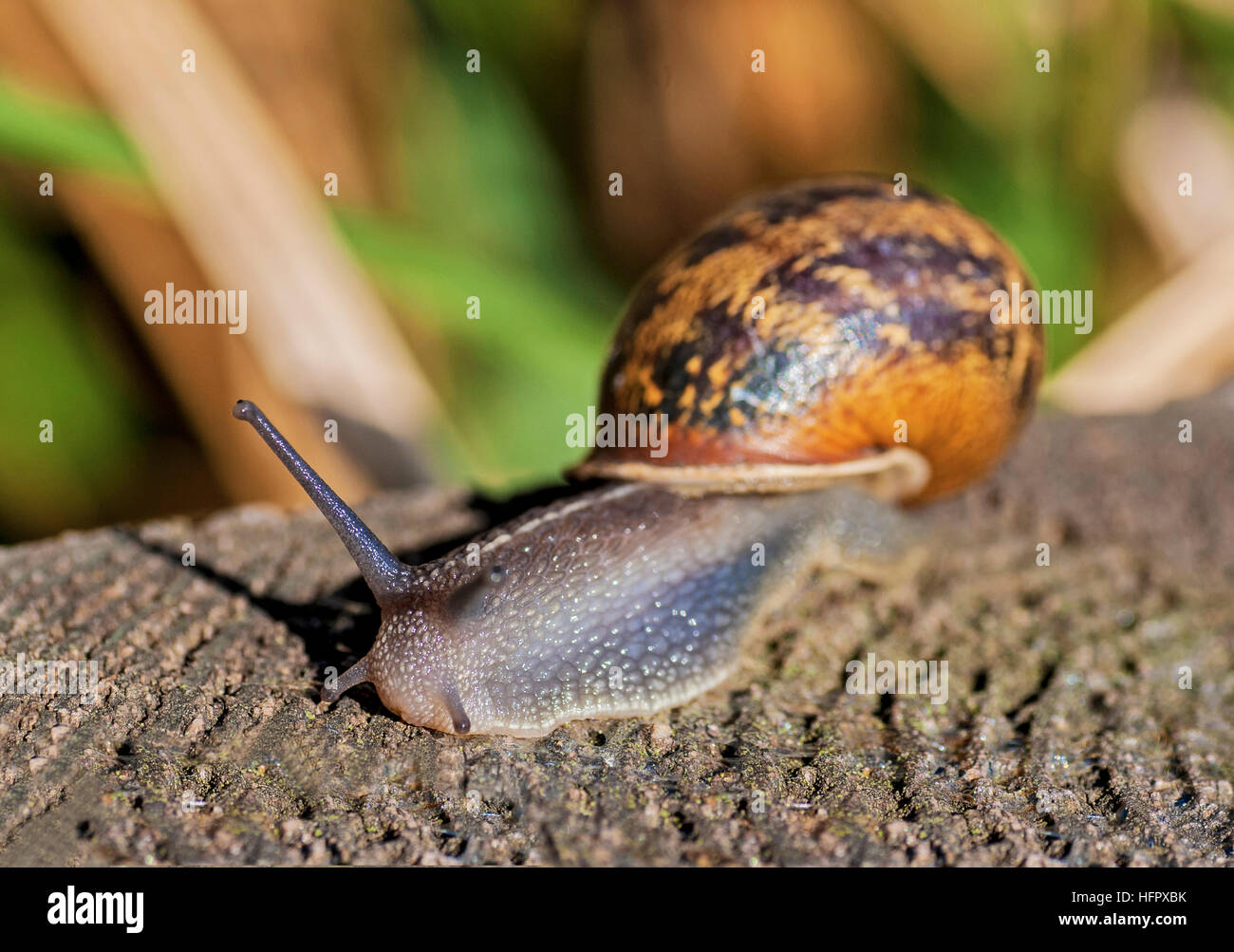 Mollusc movement hi-res stock photography and images - Alamy