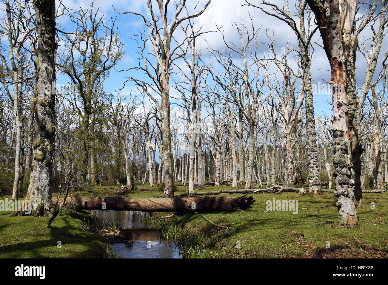Stream flowing through dead oak forest. New Forest National Park ...