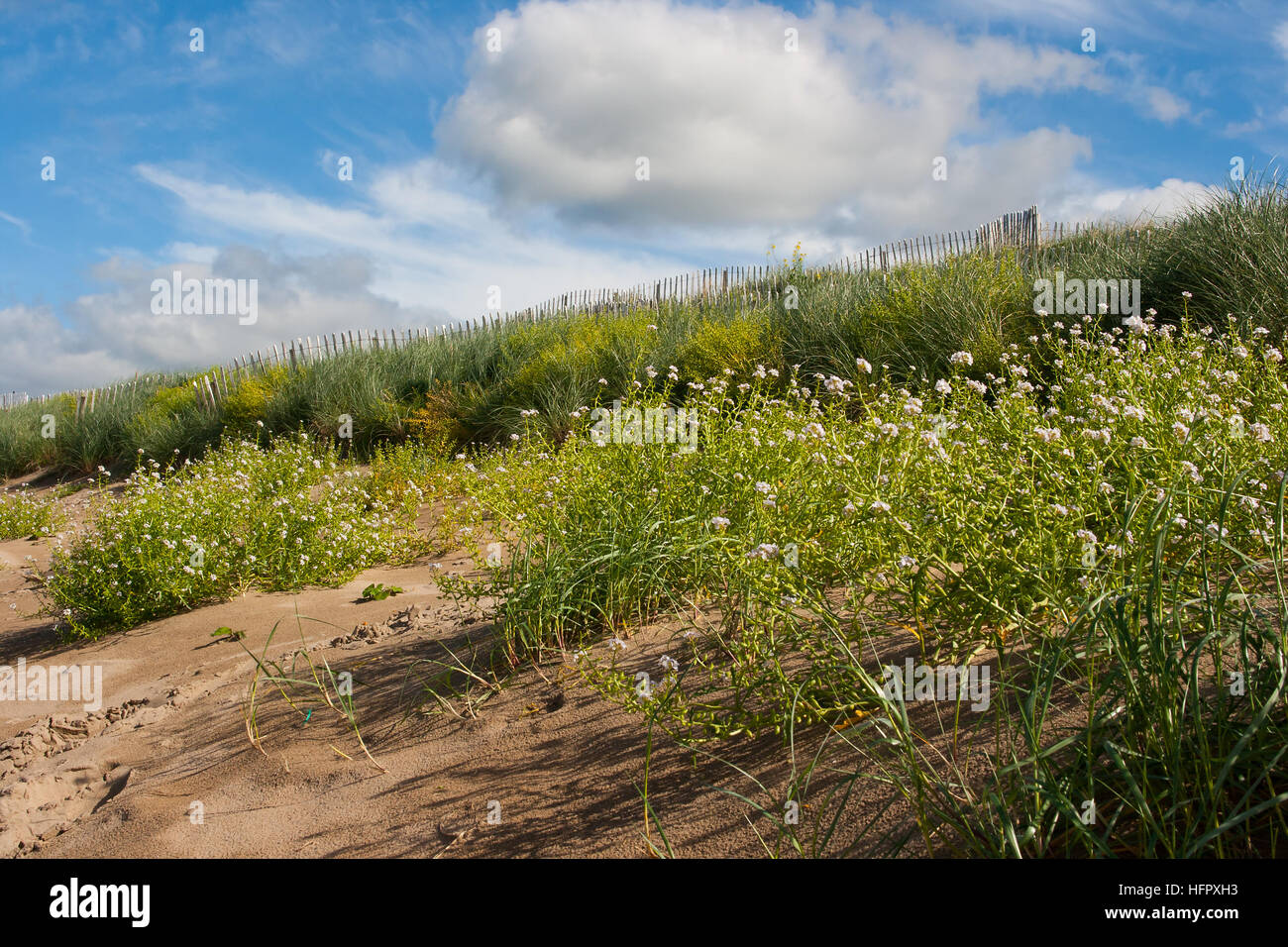 Sand dune conservation measure. Protection against coastal erosion ...