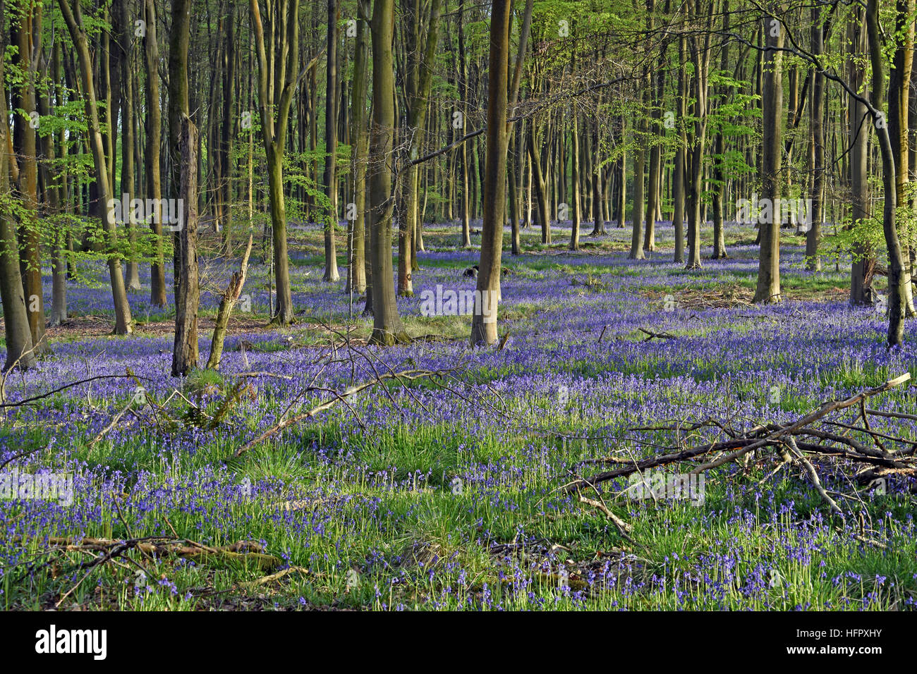 Micheldever woods hi-res stock photography and images - Alamy